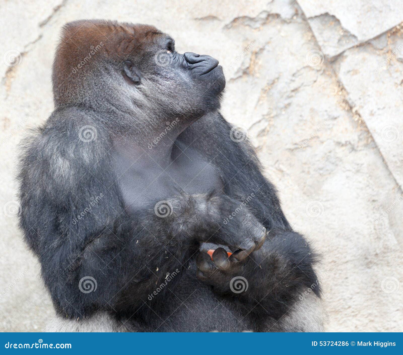 Big silverback gorilla stock photo. Image of back, endangered - 53724286