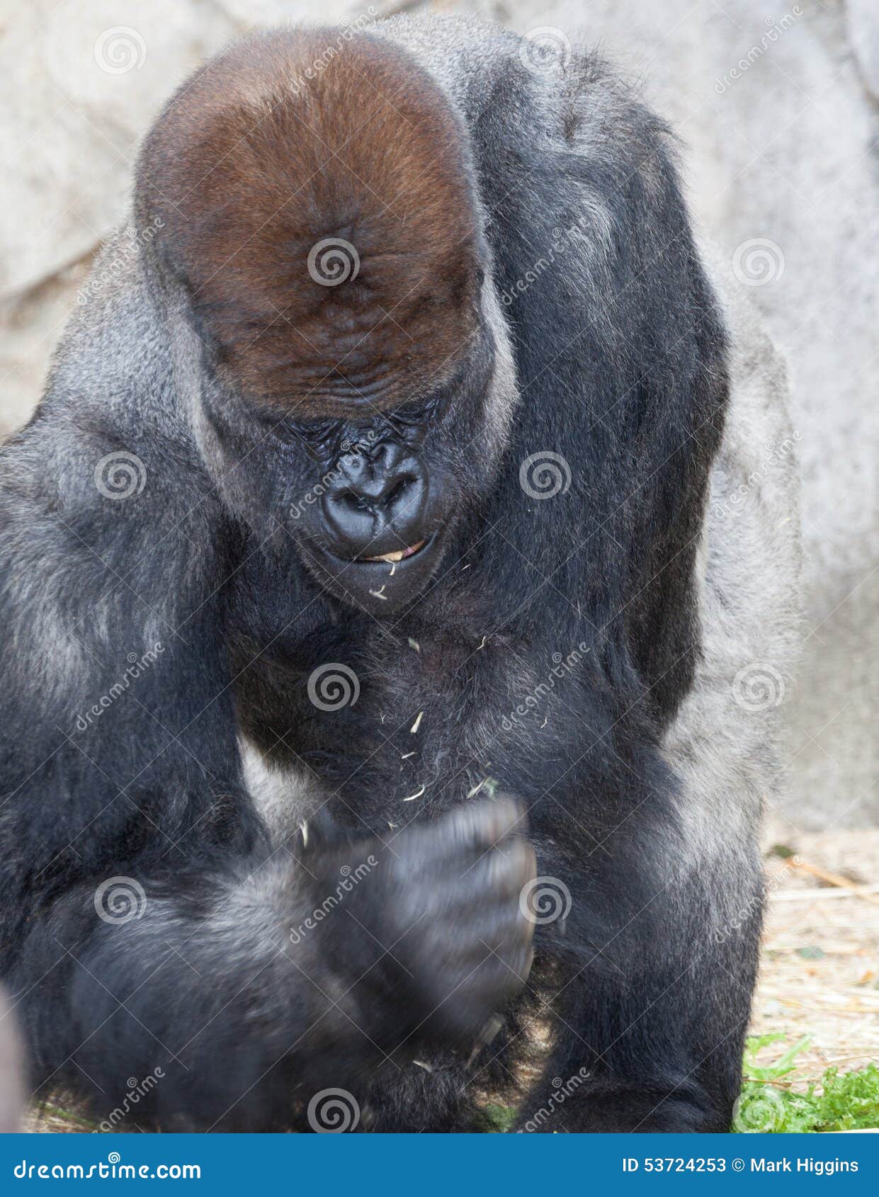 Big silverback gorilla stock image. Image of male, endangered - 53724253