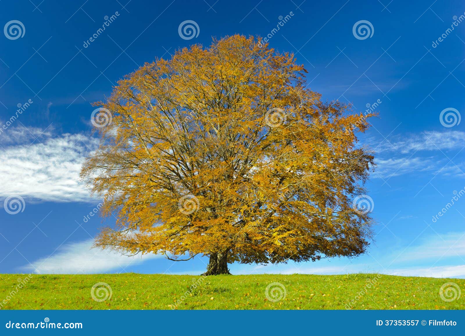 Big Single Beech Tree at Fall Stock Image - Image of agriculture ...