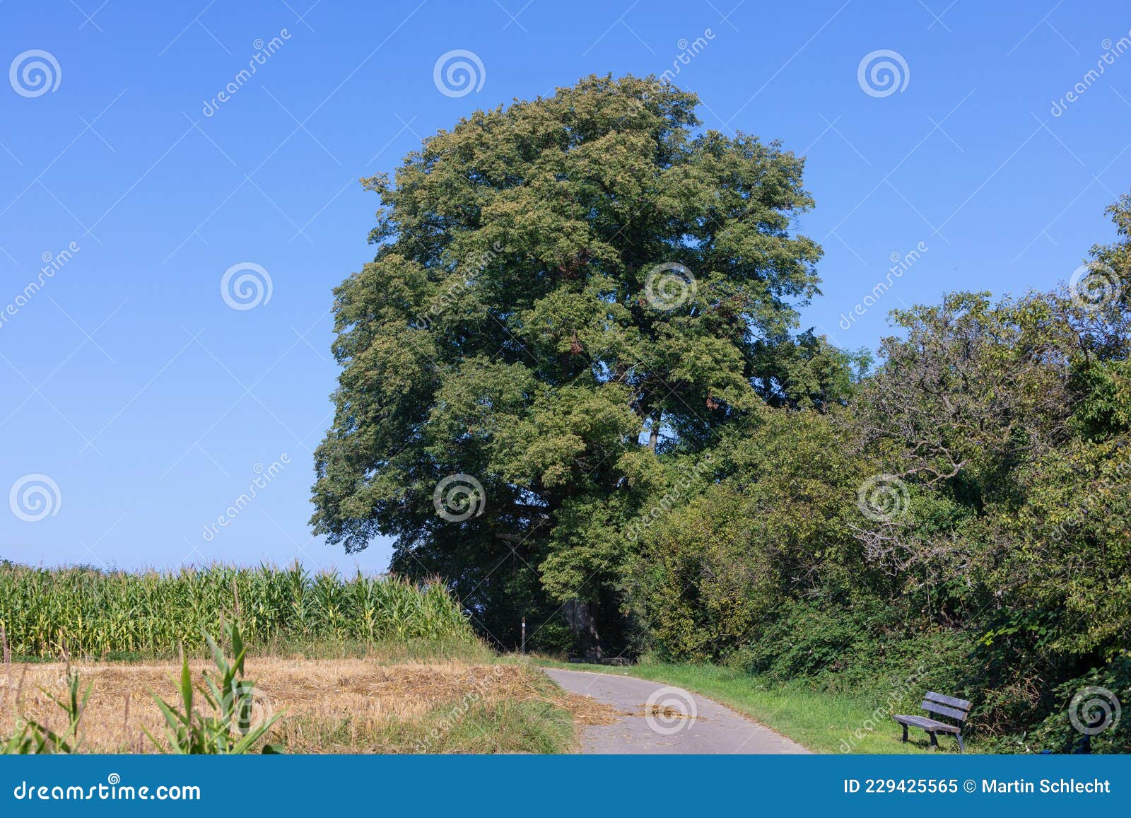 Big single limewood tree stock image. Image of grow - 229425565