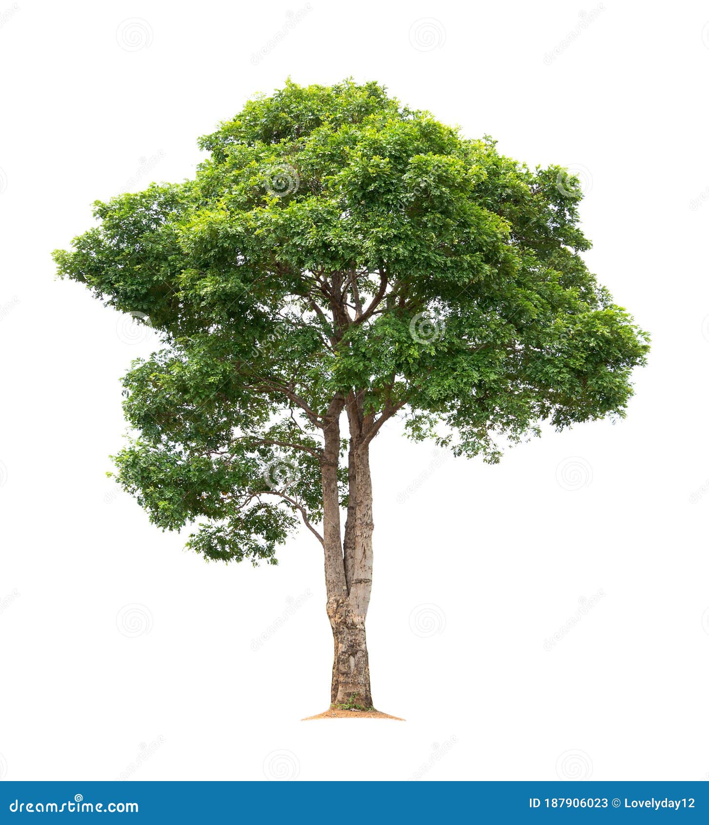 Big Single Tree Isolate on White Background Stock Image - Image of ...