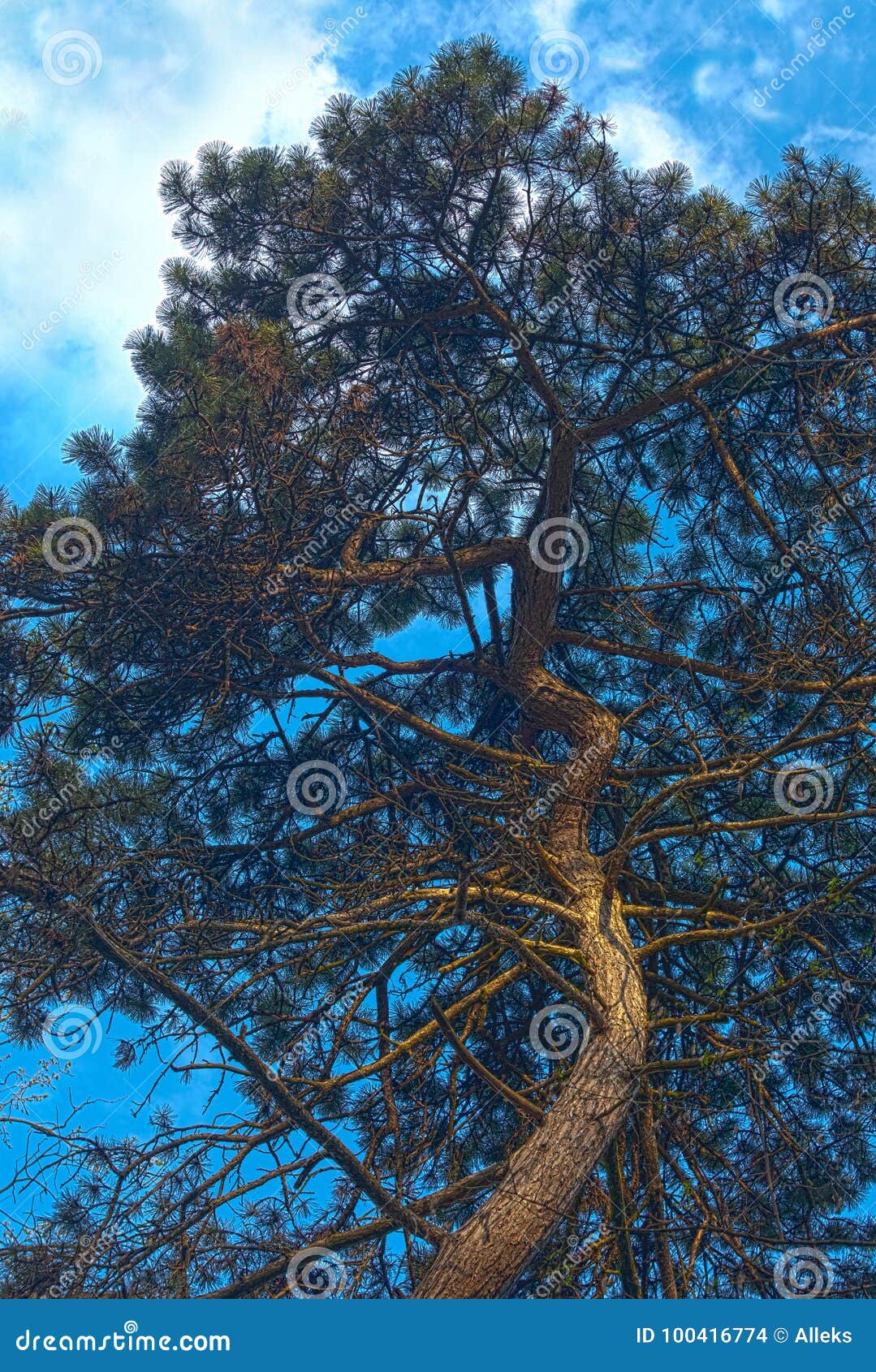 Big single tree. HDR image stock photo. Image of natural - 100416774