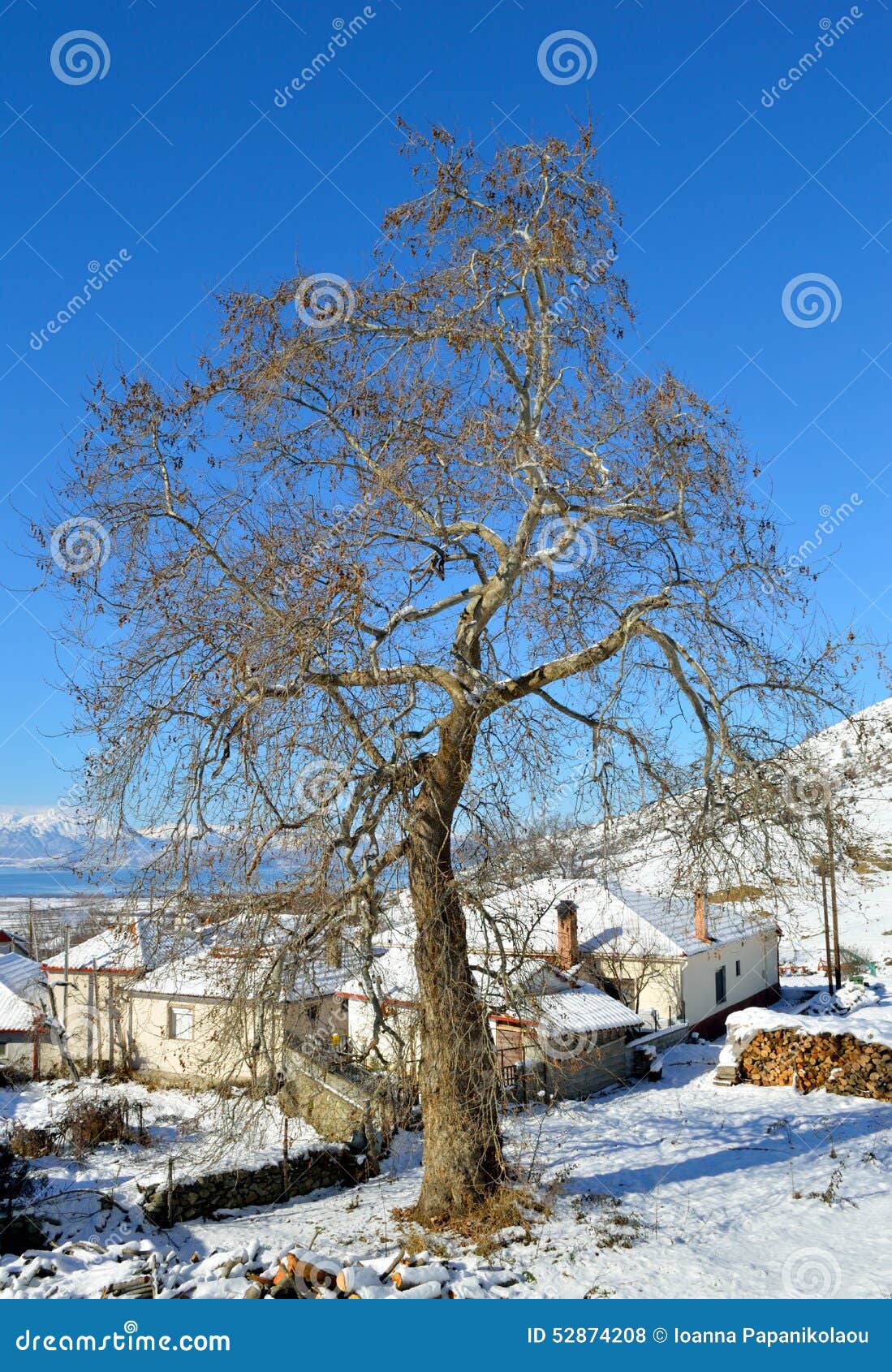 Big Single Tree in Winter Snow Stock Photo - Image of snowy, blue: 52874208