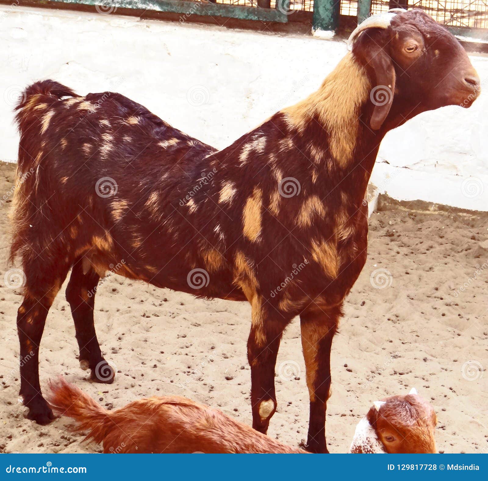Big goat stock photo. Image of goats, field, goat, mammals - 129817728
