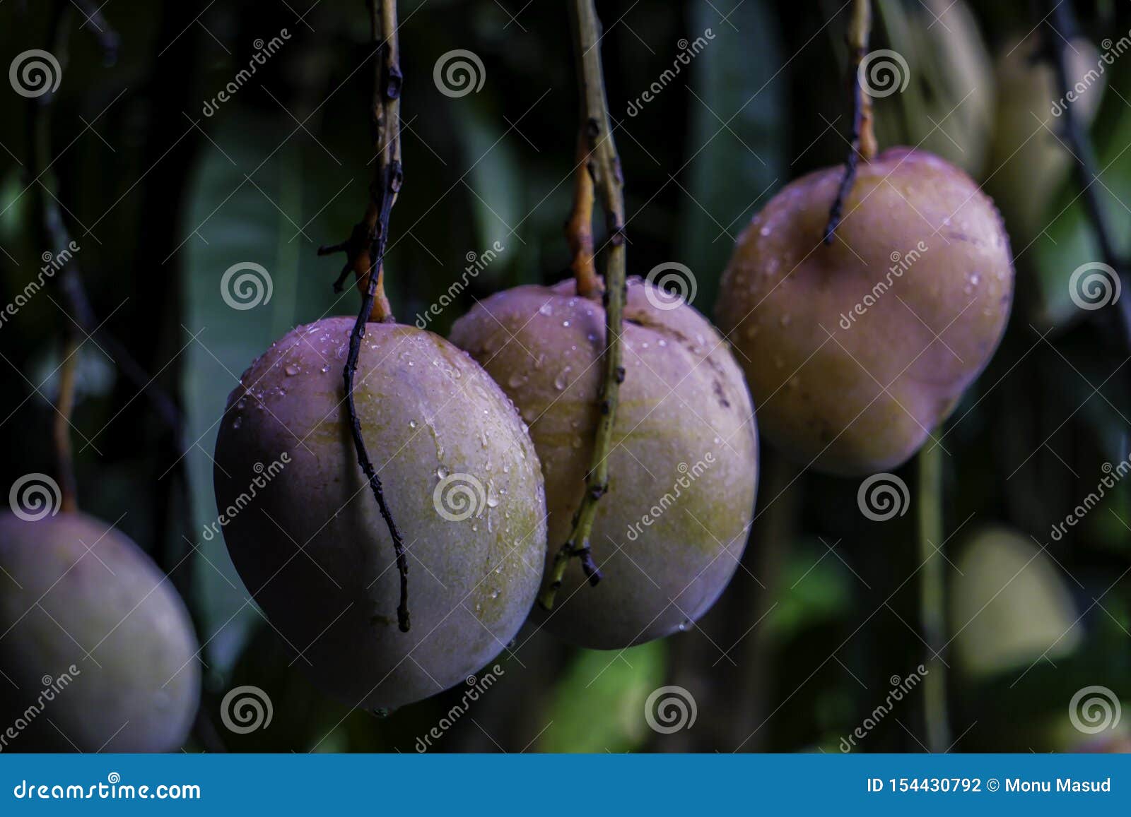 Big Size HD Mango Image on the Mango Garden Stock Photo - Image of ...