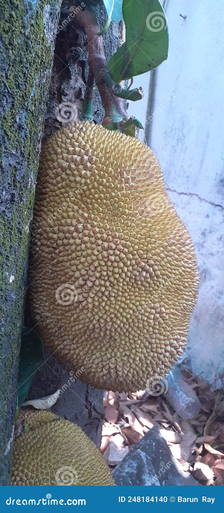 Big Size Jackfruit on the Jackfruit Tree Stock Photo - Image of ...