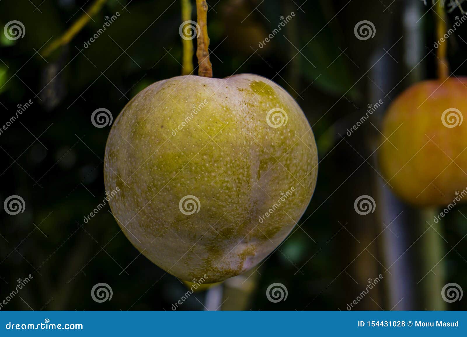 Big Size Mango, Yellow Mango, Hanging on Tree HD Mango Image Stock ...