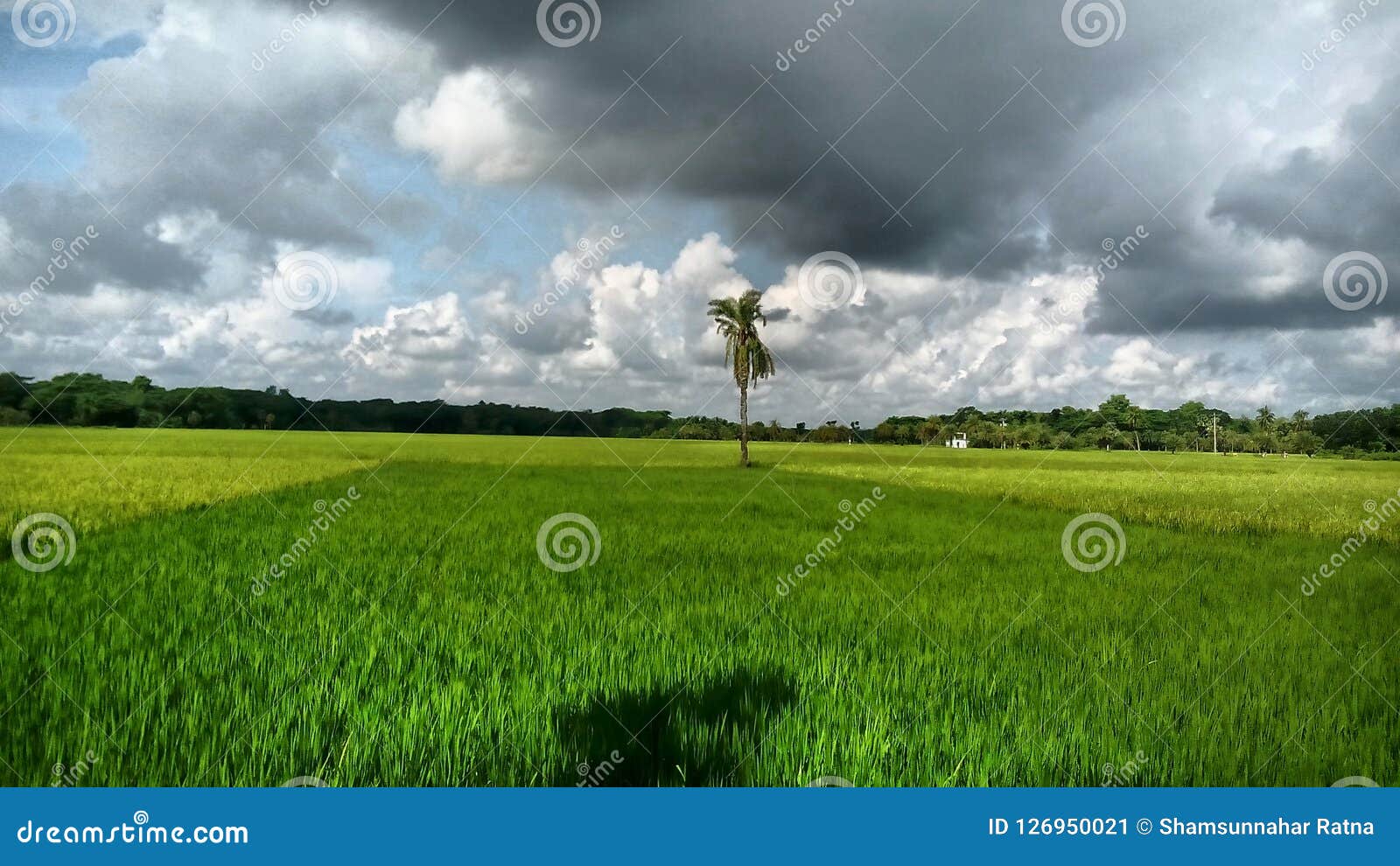 A Big Size of Rice Field Background Stock Image - Image of cloudscape ...