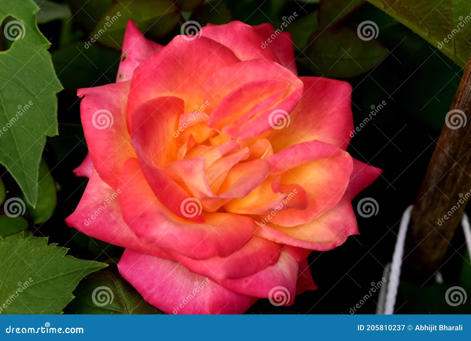 Big size roses stock image. Image of petal, bouquet - 205810237