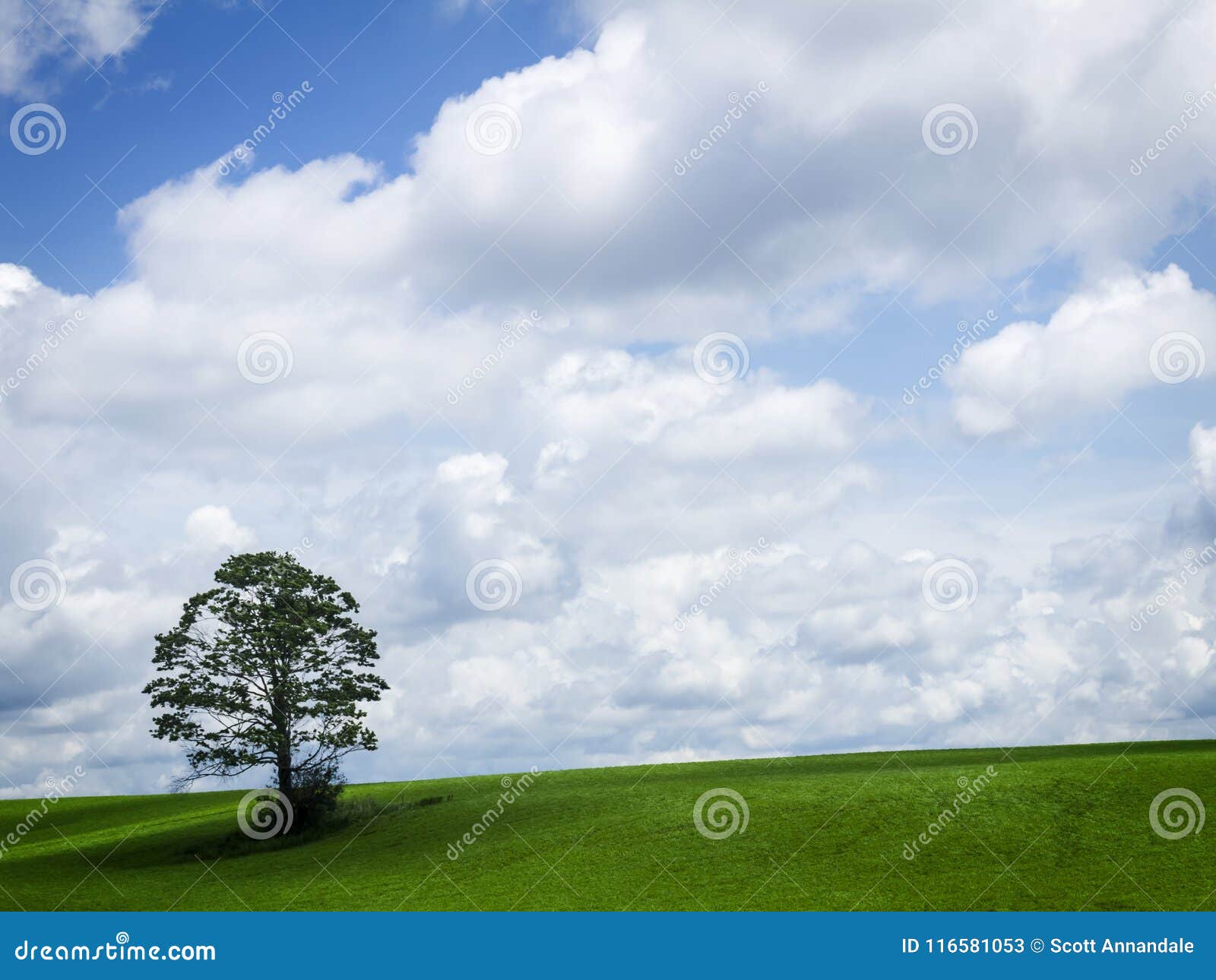 Big Sky and Lone Tree stock image. Image of landscape - 116581053