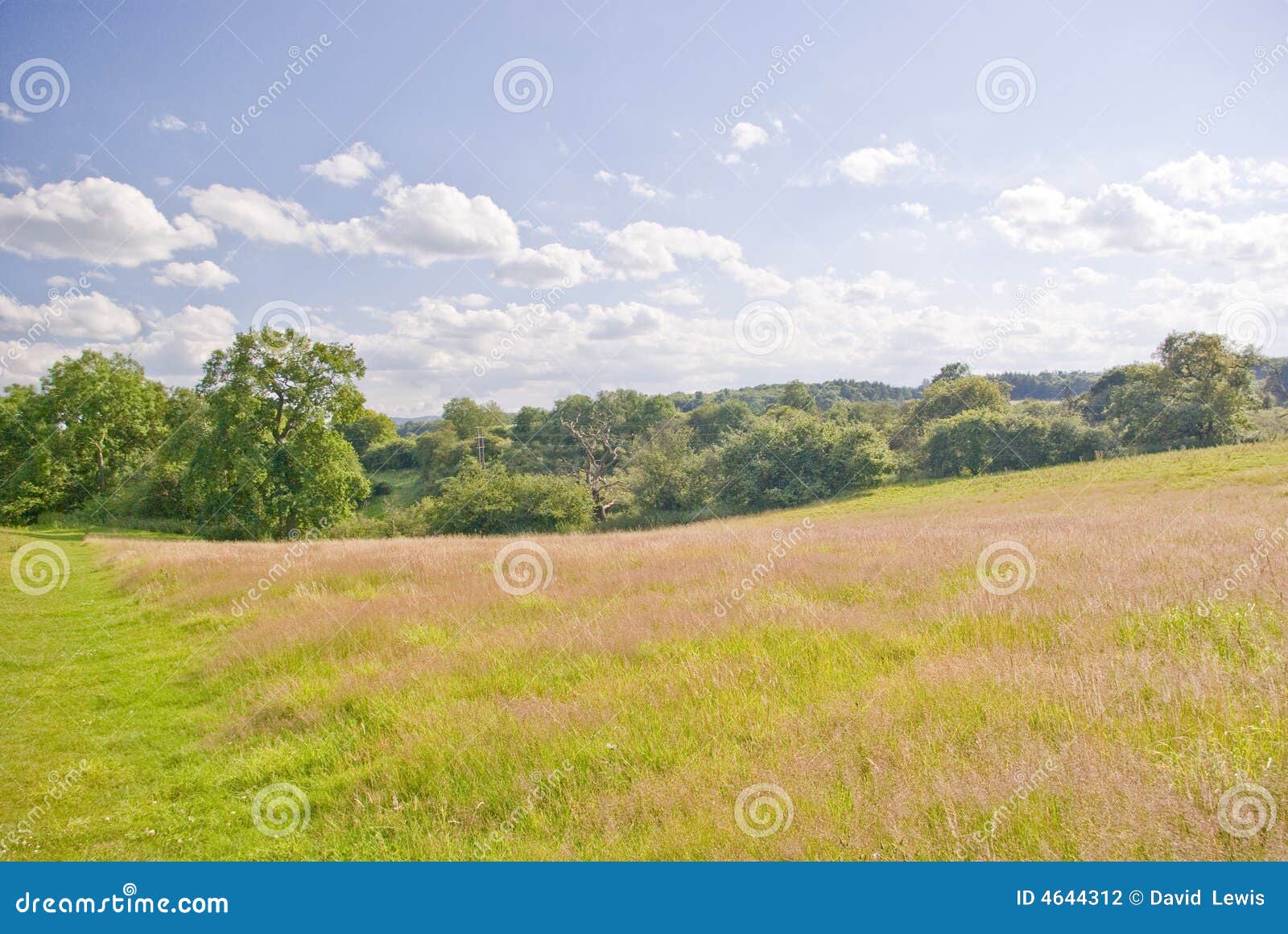 Big sky with tree horizon stock photo. Image of fluffy - 4644312