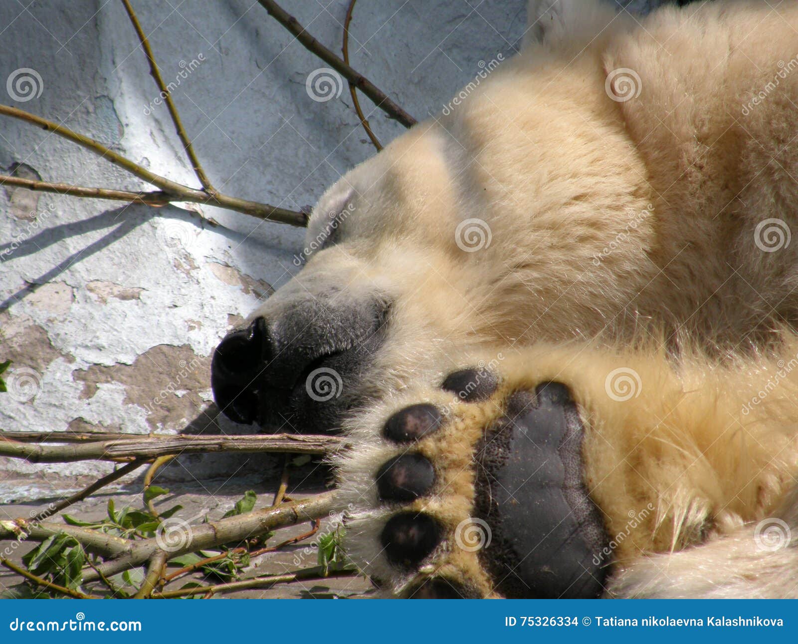 Big Sleep polar bear stock photo. Image of mammal, sleep - 75326334