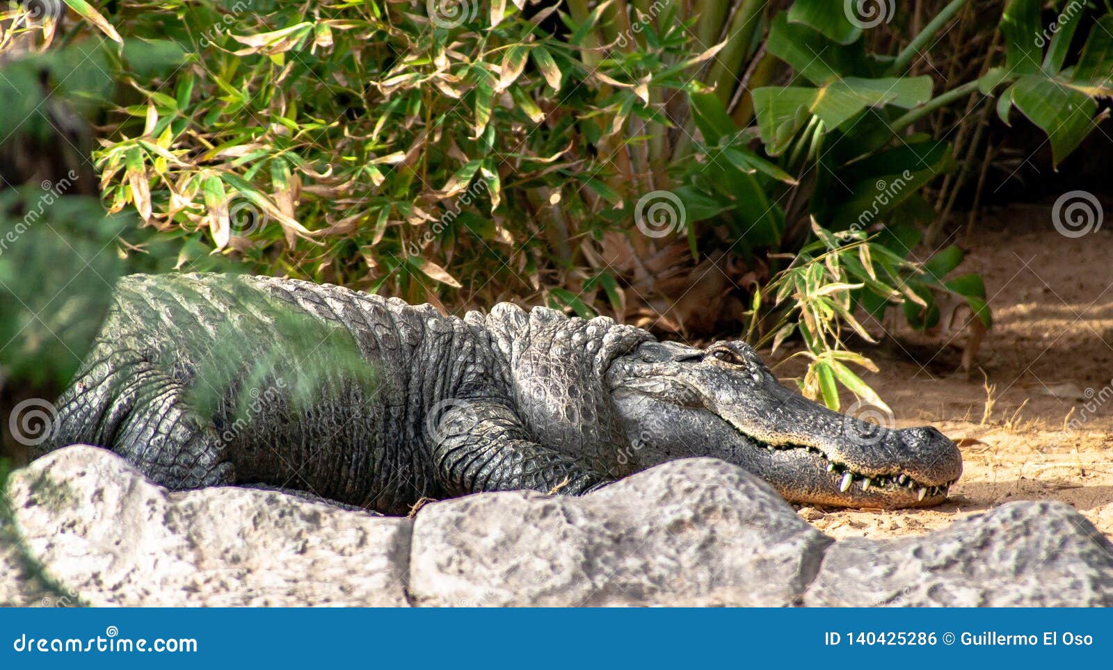 Crocodile Stone Carving Stock Photography | CartoonDealer.com #91101620