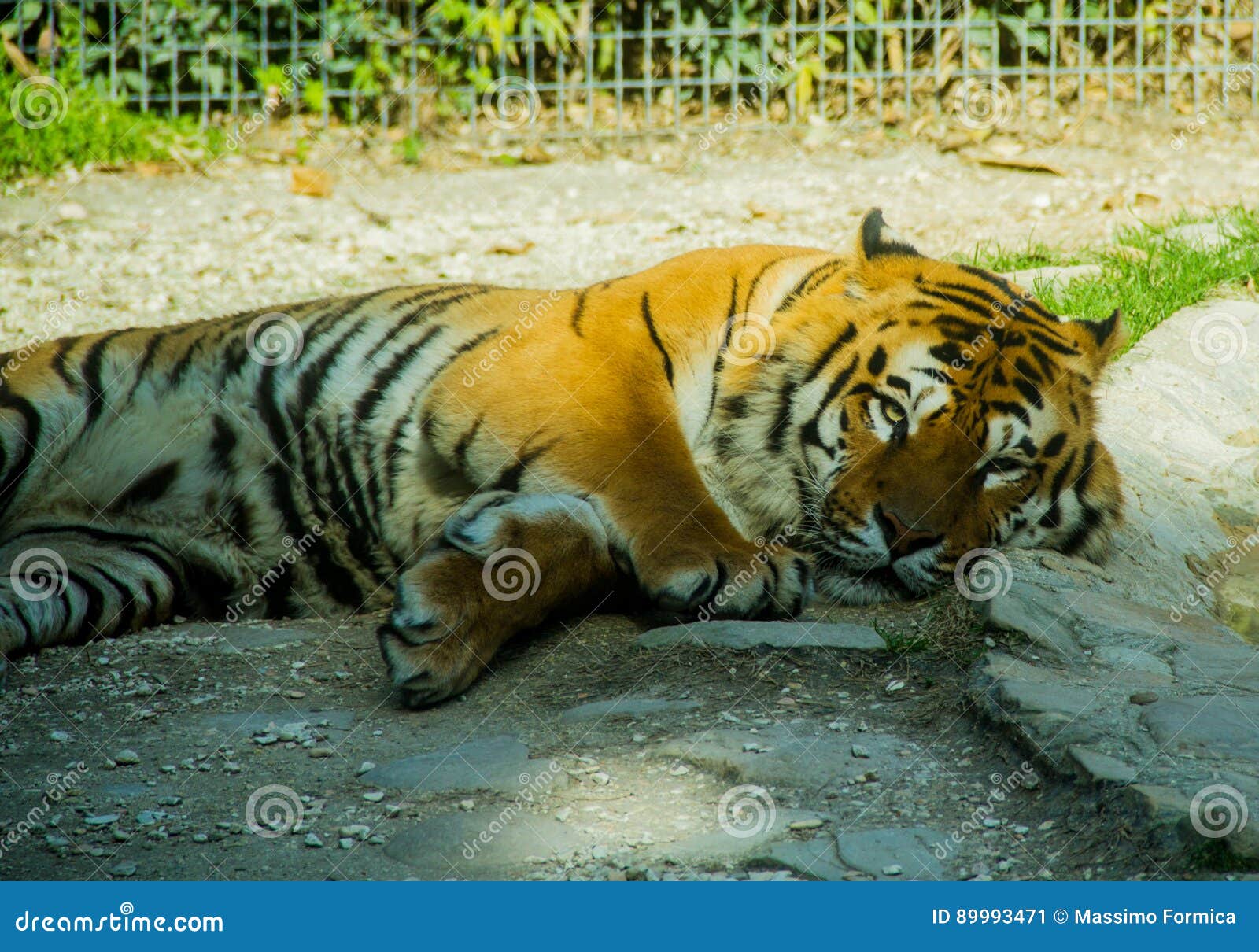A big sleepy tiger stock image. Image of tiger, zebra - 89993471