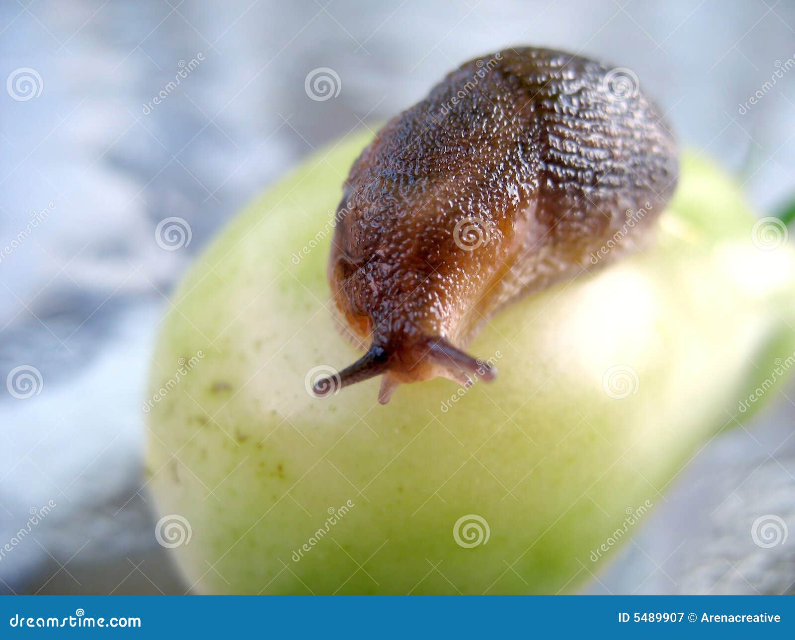 Big Slug stock image. Image of macro, slippery, nature - 5489907