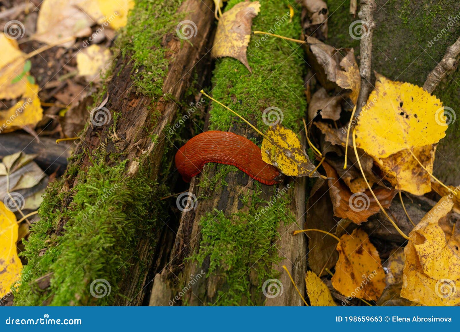 Big Slug in Autumn or Fall Nature Stock Image - Image of nature ...