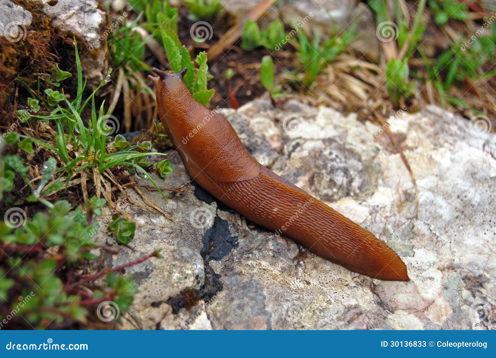 Slug stock image. Image of macrophotography, wildlife - 30136833