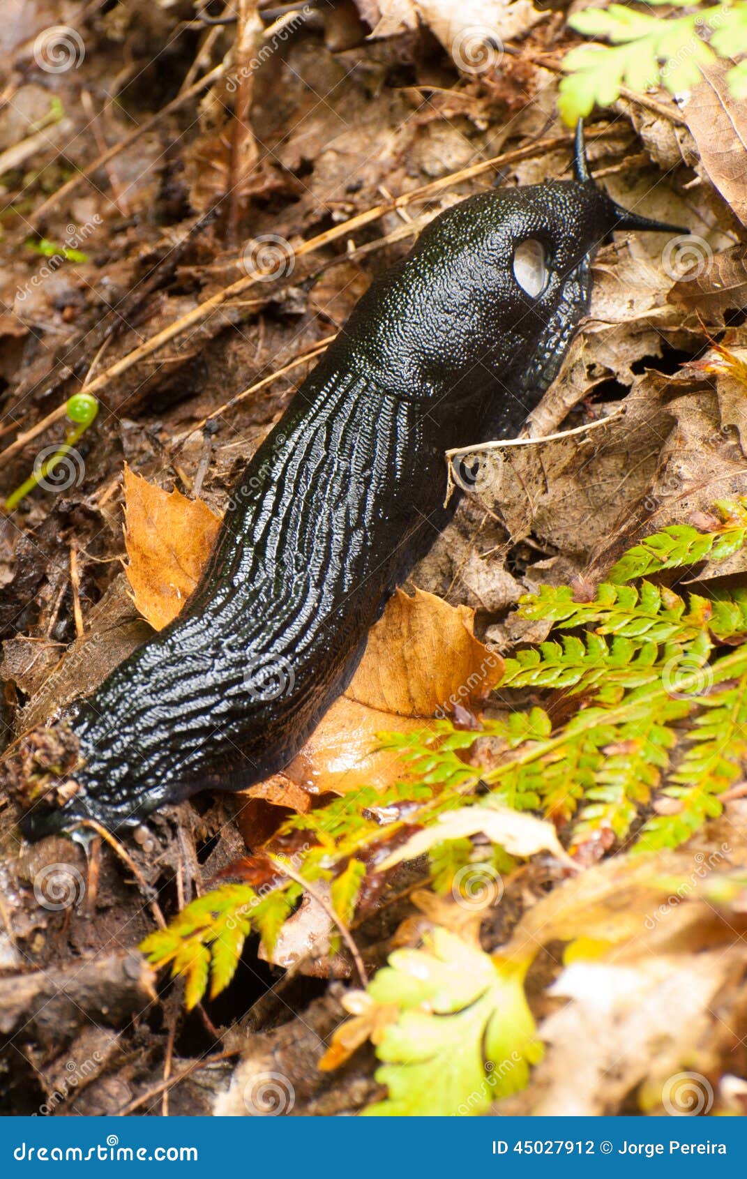 Big slug stock photo. Image of nature, leaves, weird - 45027912