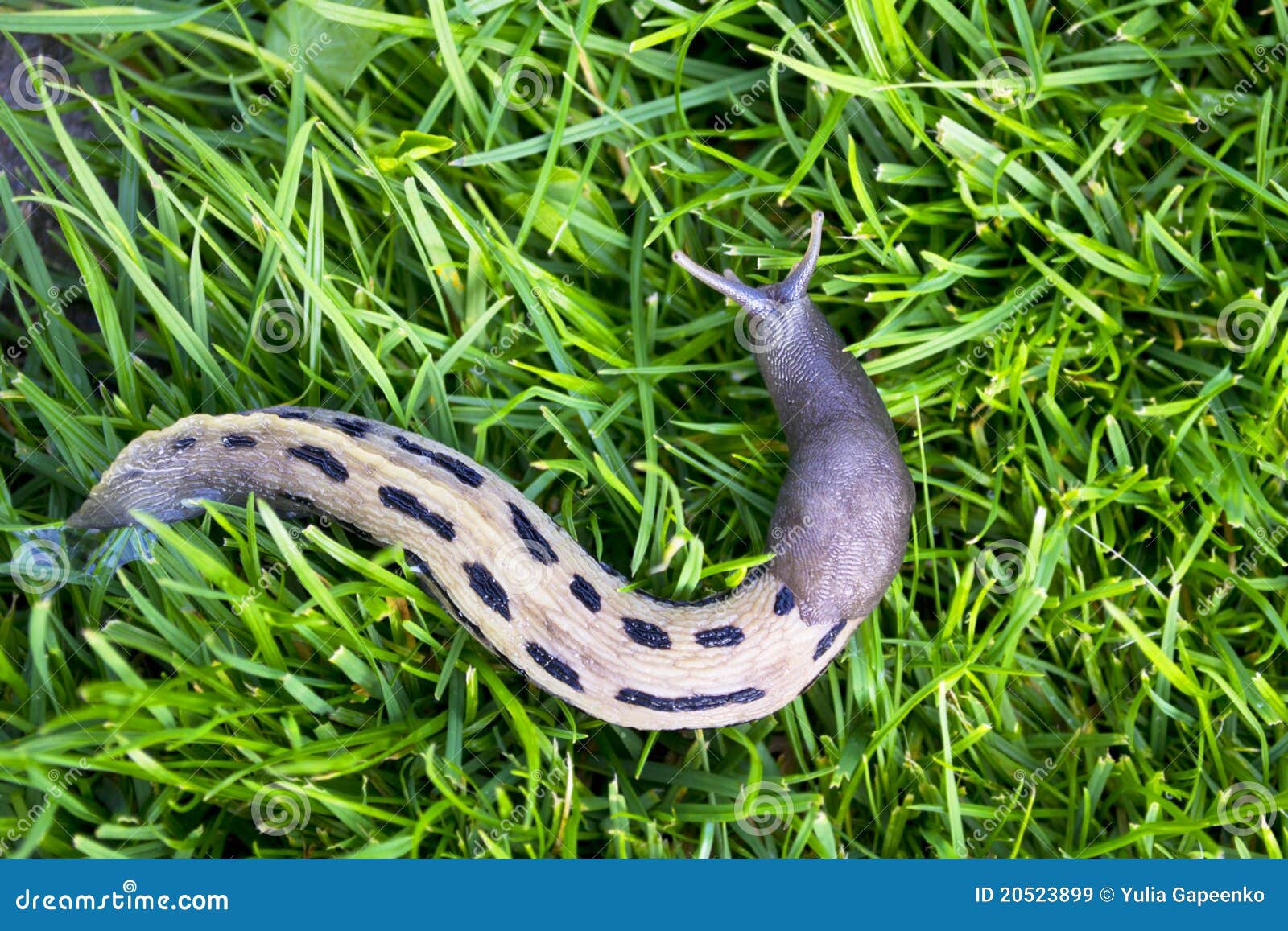 Disgusting Slug On Mushrooms. Harmless To Humans, Dangerous To ...