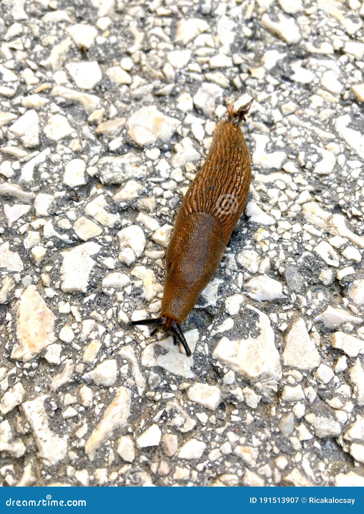 Slug stock image. Image of slug, life, wildlife, rainy - 191513907