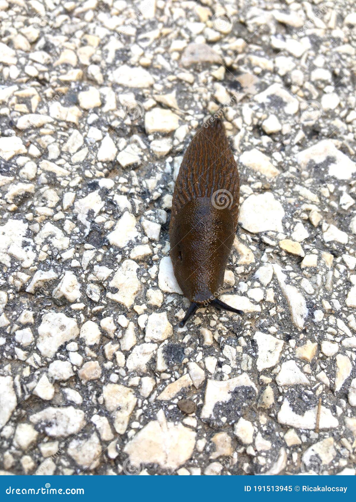Slug stock image. Image of ground, outdoors, summer - 191513945