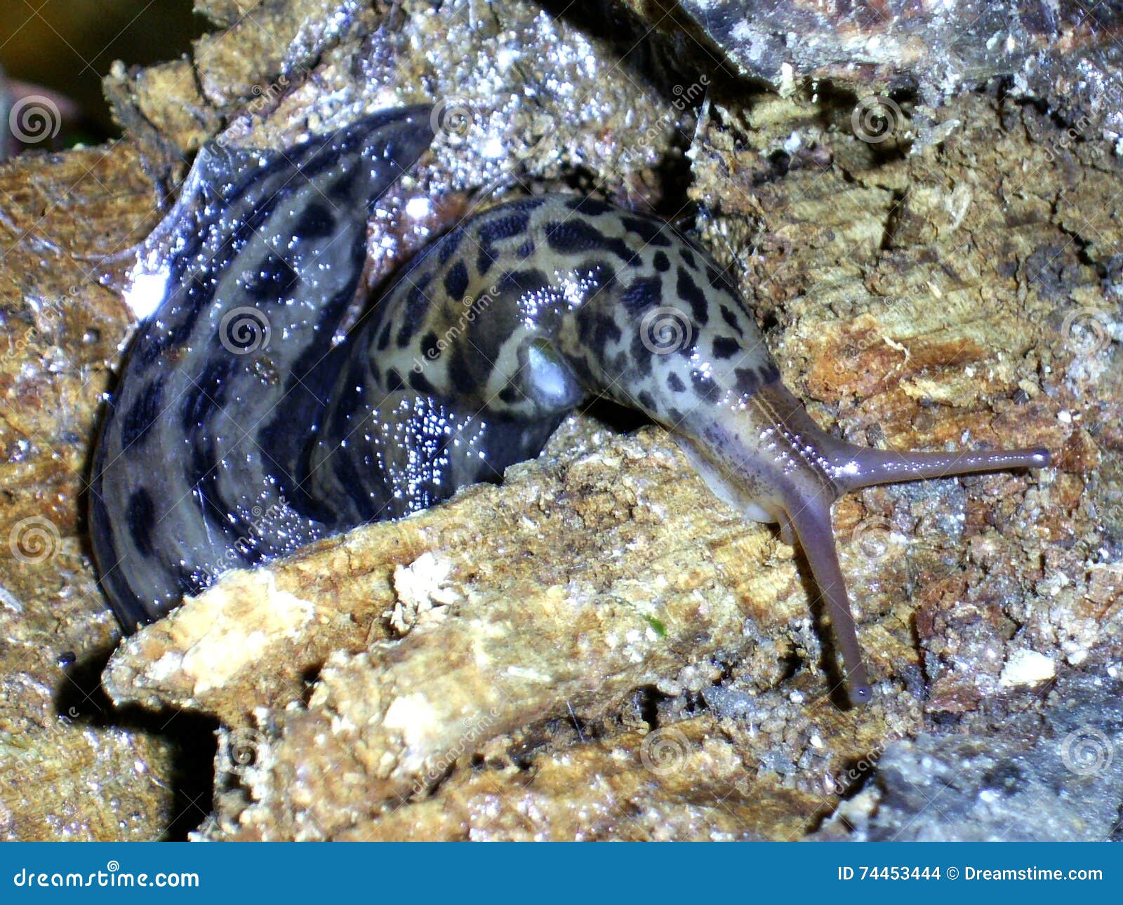 Big slug Limax maximus stock photo. Image of slug, lwiw - 74453444