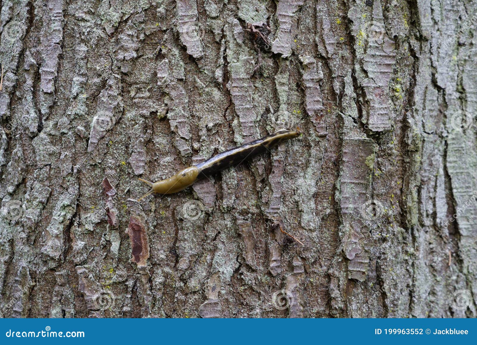 Slug on tree in forest stock photo. Image of nature - 199963552