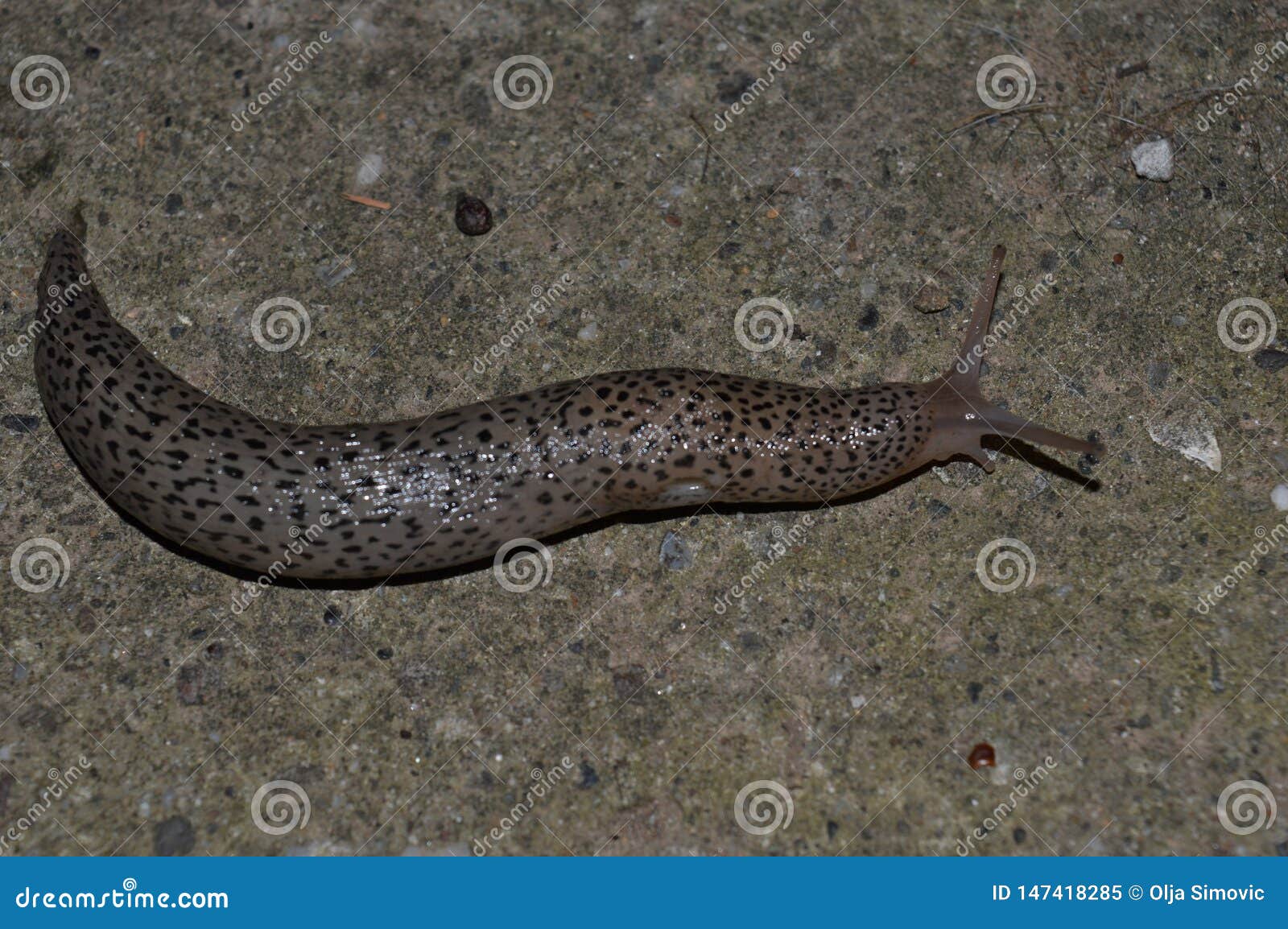 Slug on the track stock image. Image of night, spring - 147418285