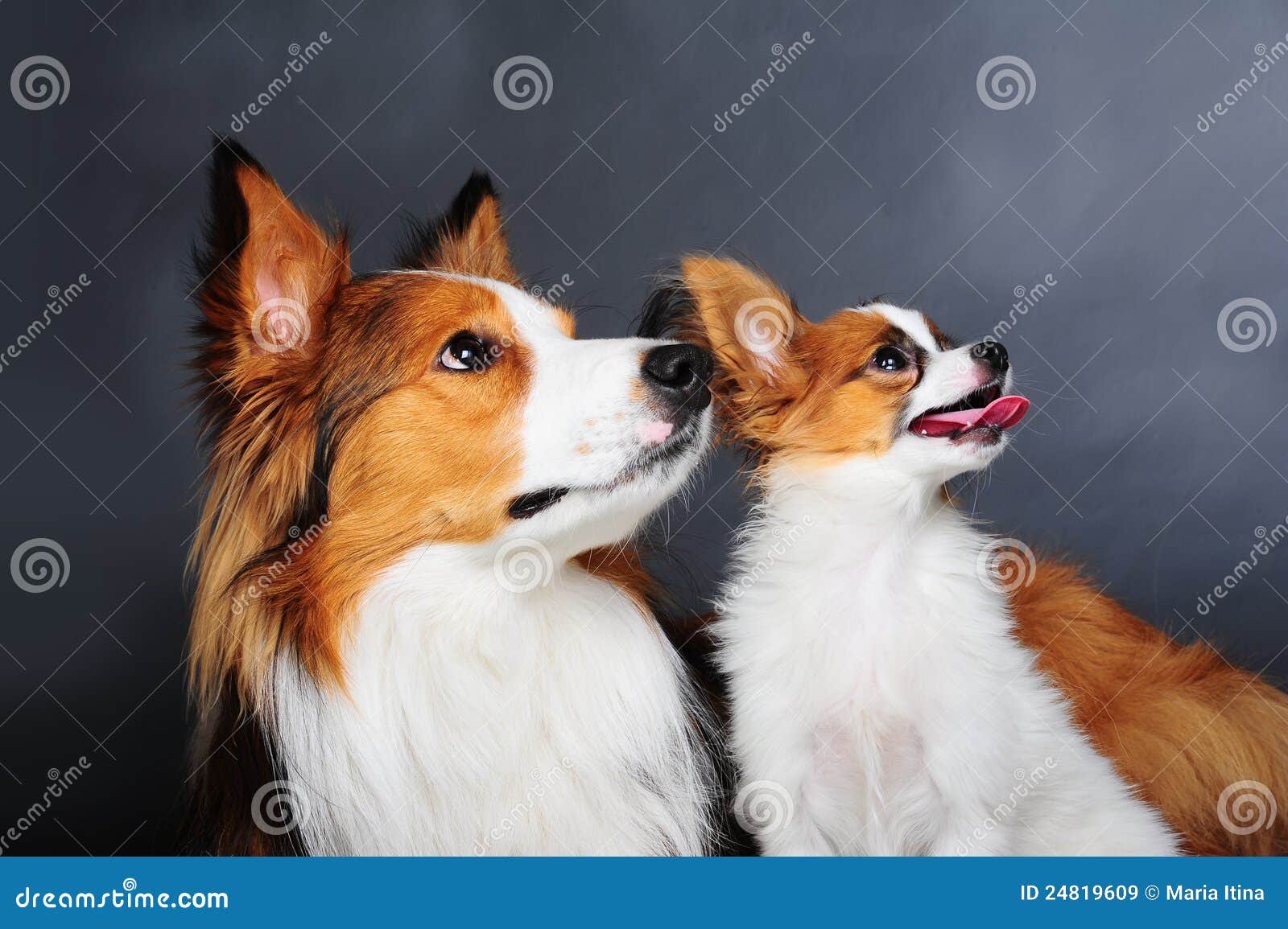 Border Collie Papillon Mix Dog