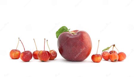 Big and Small Apples on White Background Stock Image - Image of healthy ...