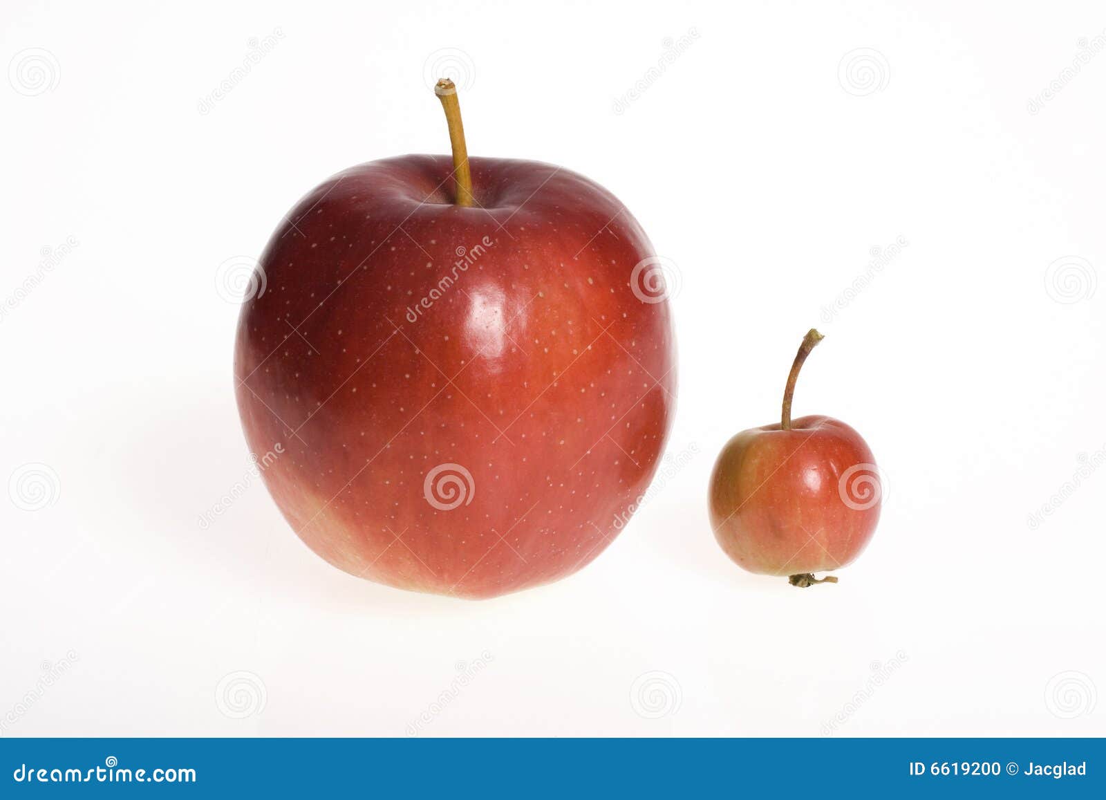 Big and Small - Apples on White Background Stock Photo - Image of ...