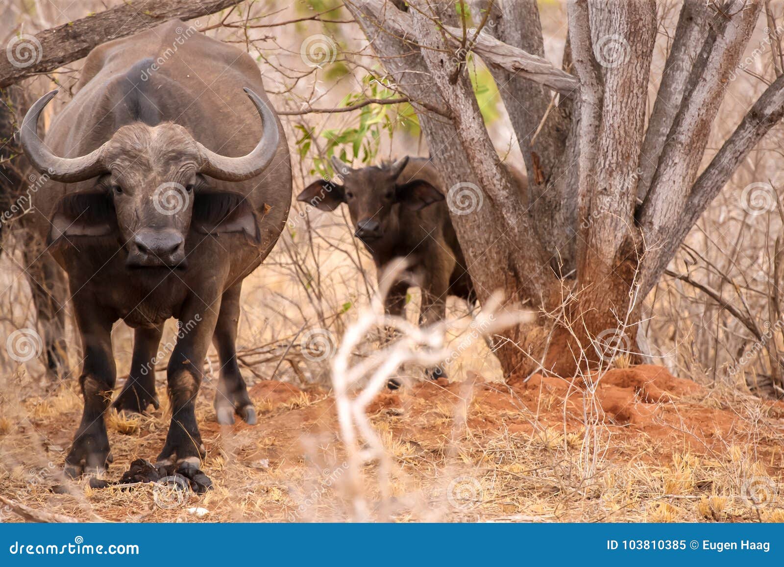 Big and Small Buffalo Watching between the Trees Stock Image - Image of ...