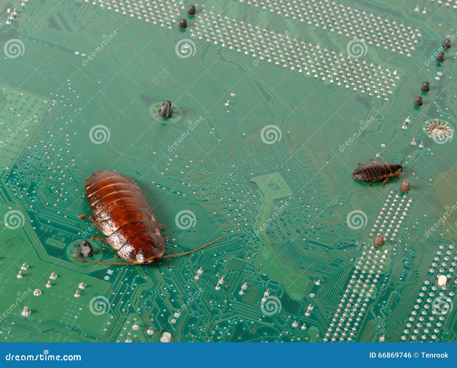 Big and Small Cockroaches on the Computer Microcircuits. Concept Stock ...