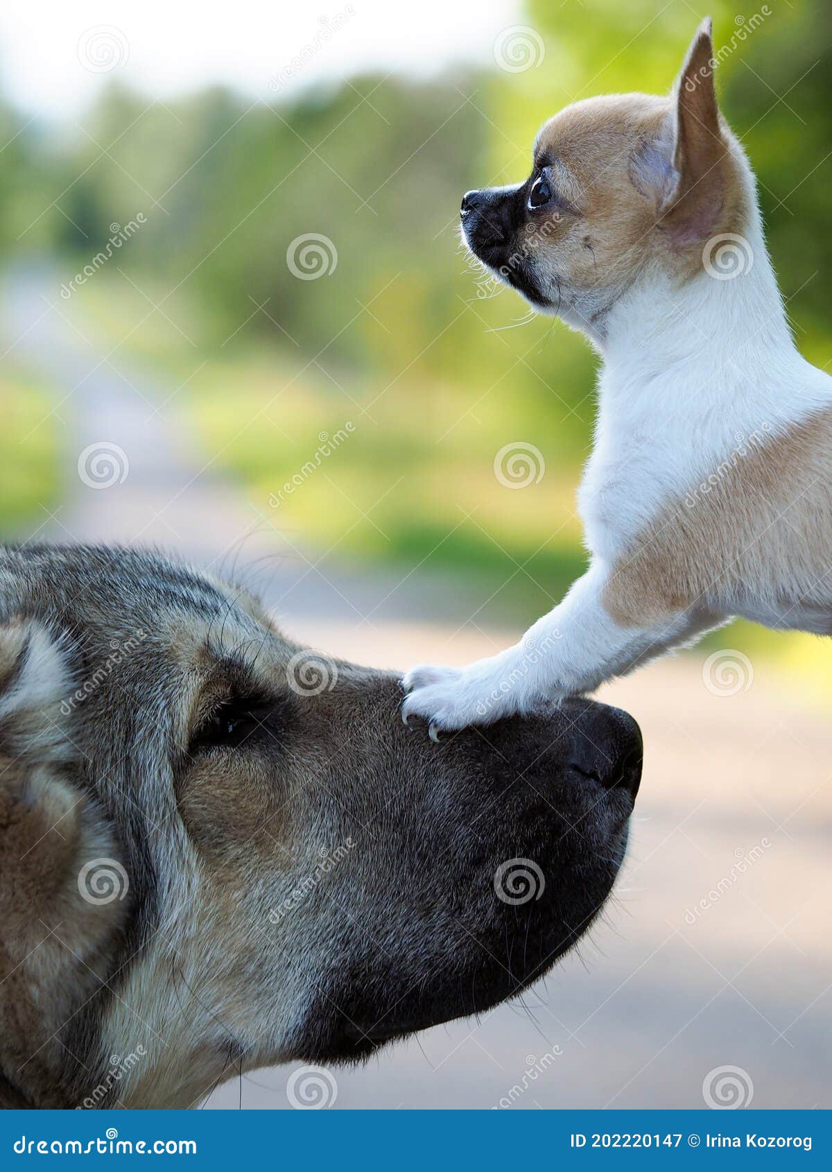 Big and small dog stock image. Image of chihuahua, concept - 202220147