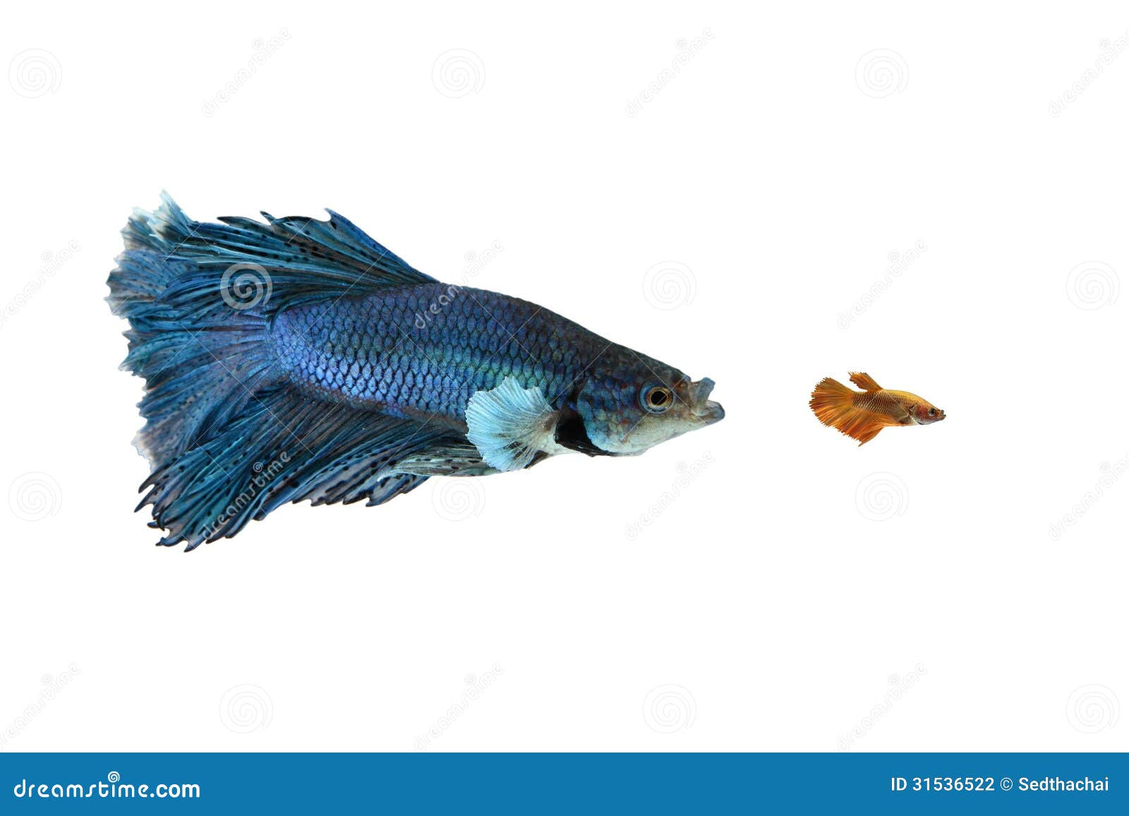 Big and small fish stock photo. Image of fighting, orange - 31536522