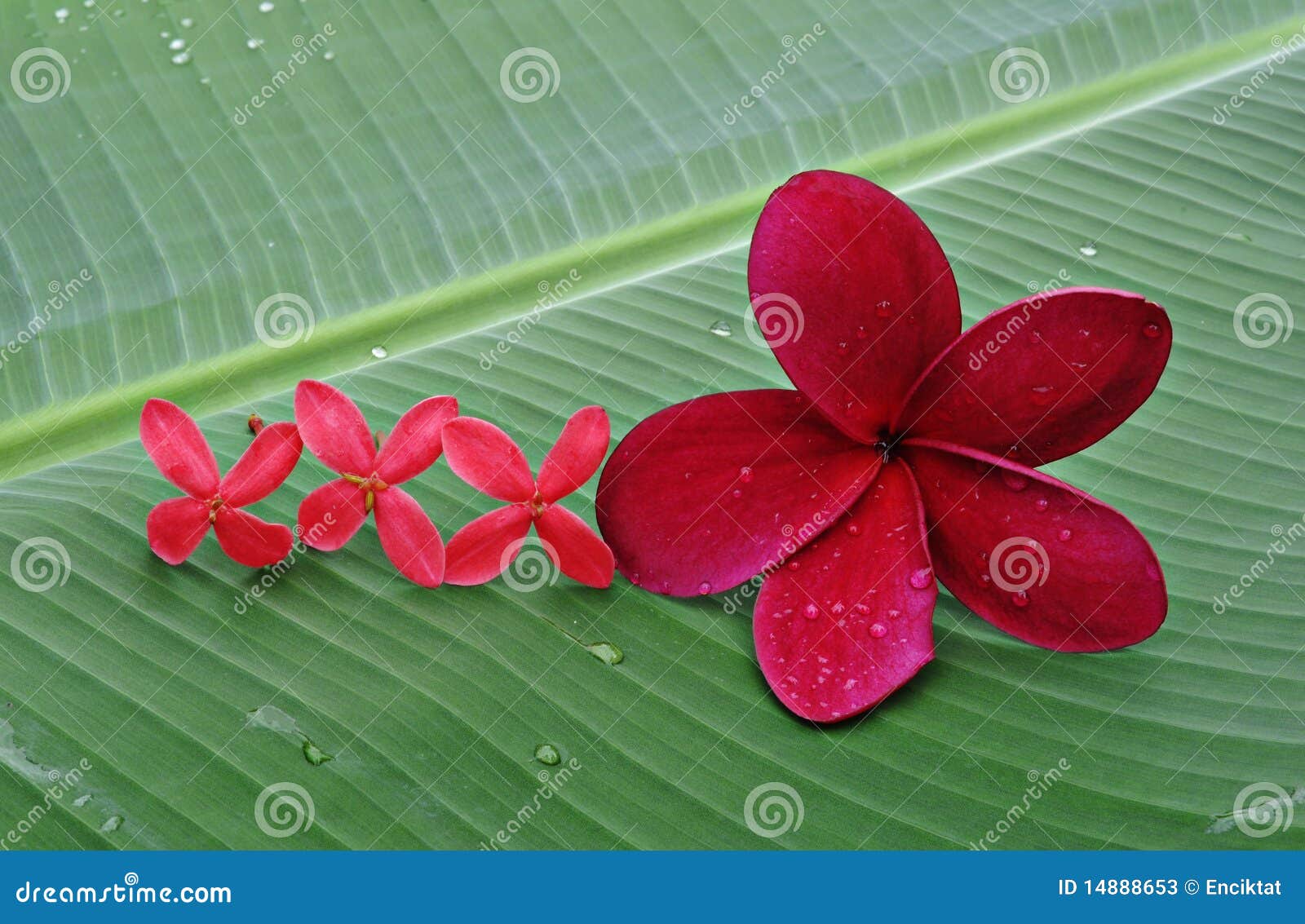 Big and small flower stock image. Image of beautiful - 14888653