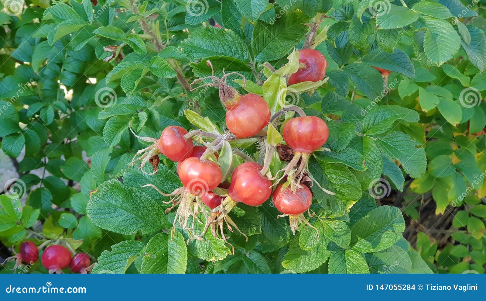 Big small fruit stock photo. Image of small, green, fruit - 147055284