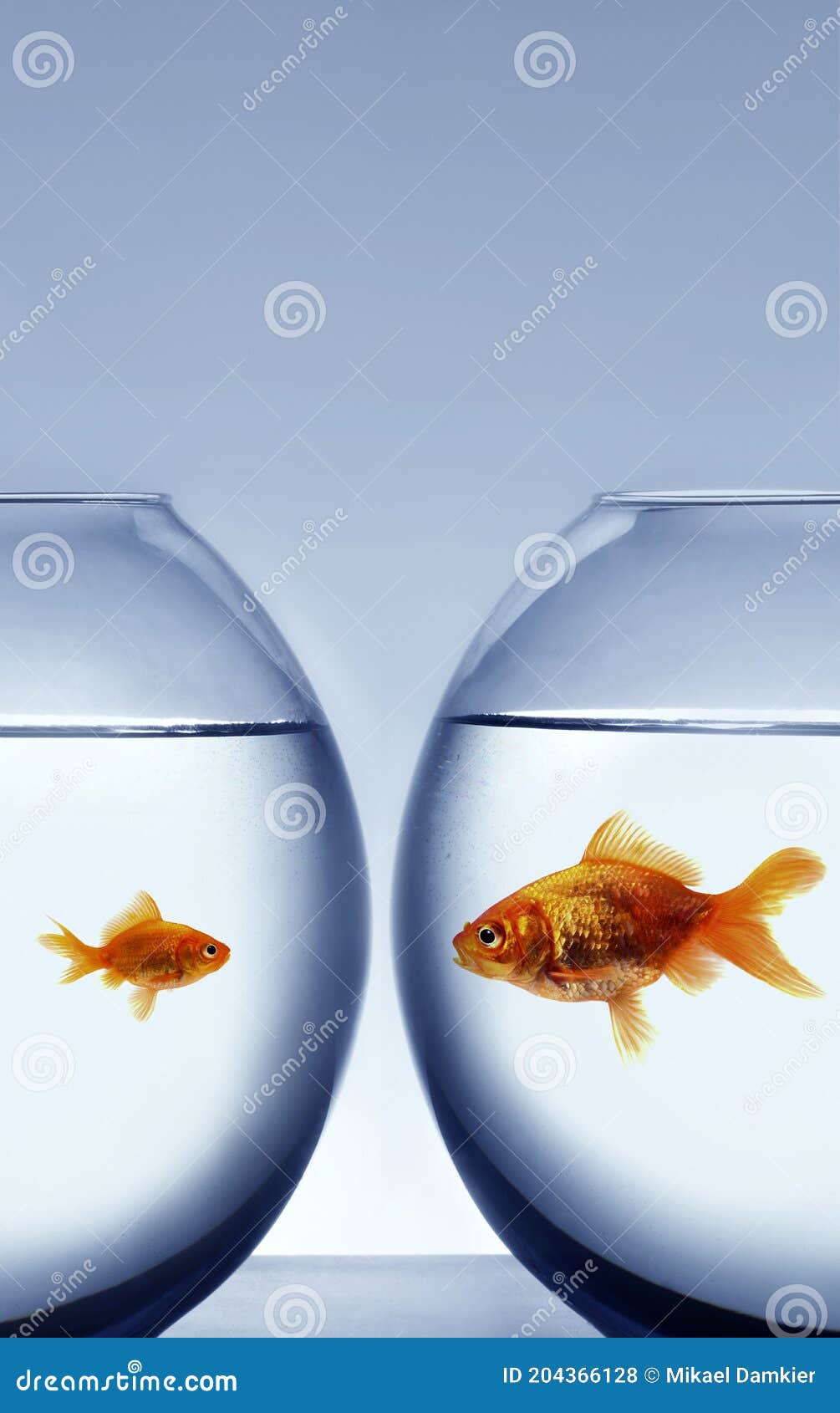 Big And Small Goldfish Royalty-Free Stock Photography | CartoonDealer ...