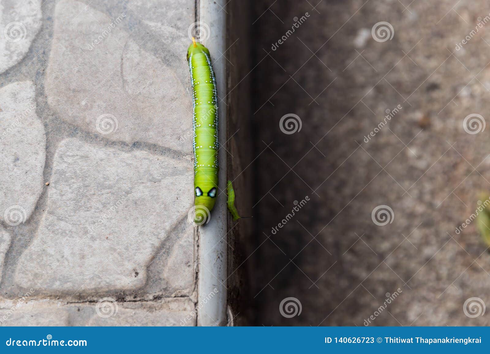 The Big and Small Green Worm the Green Tea Worm or the Caterpillar is ...