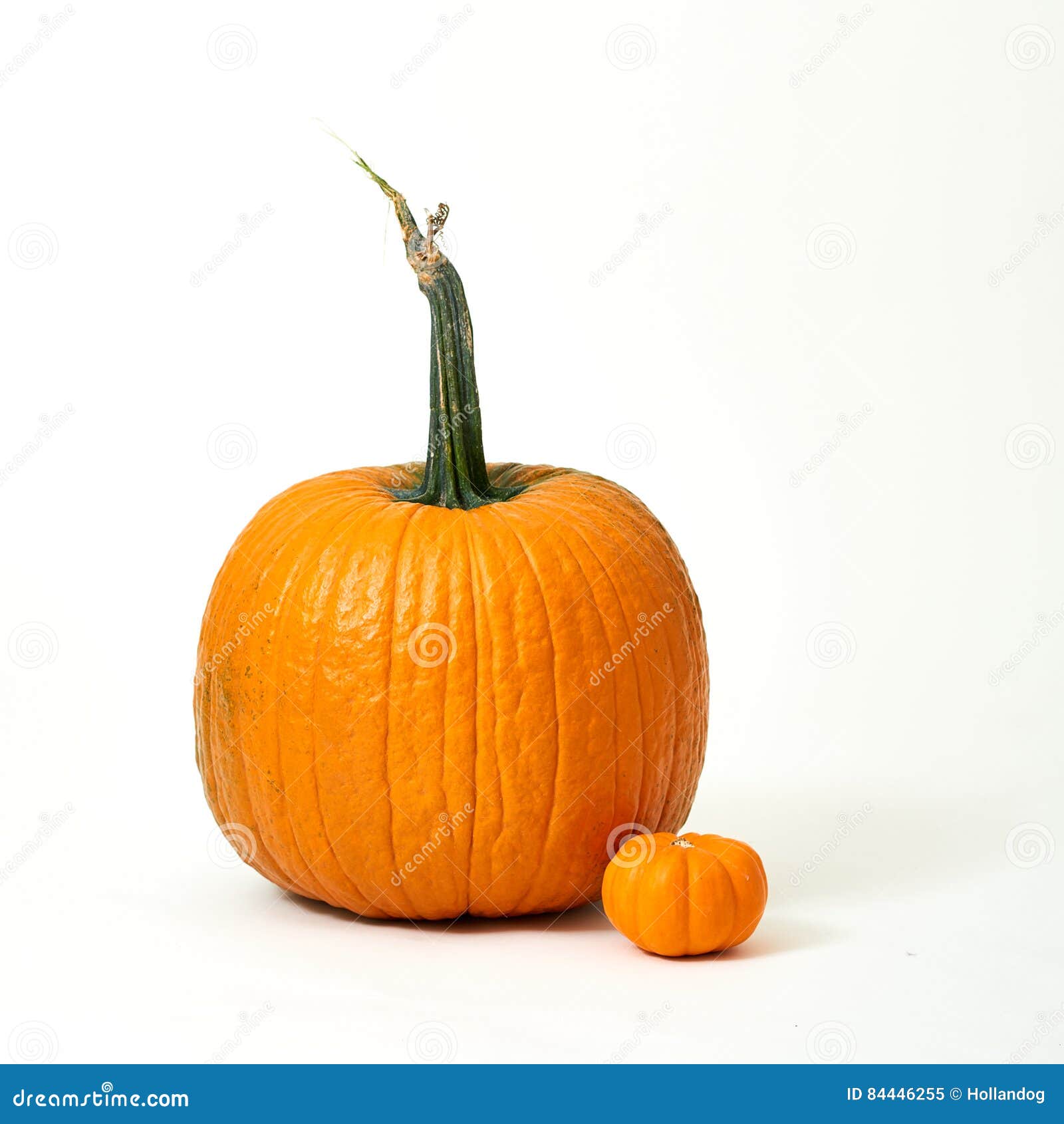Big and Small Halloween Pumpkins Stock Image - Image of garden ...