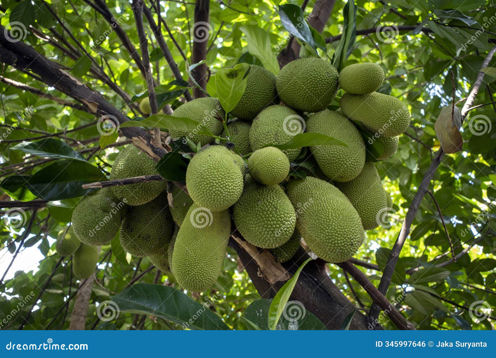 Cempedak Or Artocarpus Integer, Sweet Tropical Fruits, Same Genus As ...