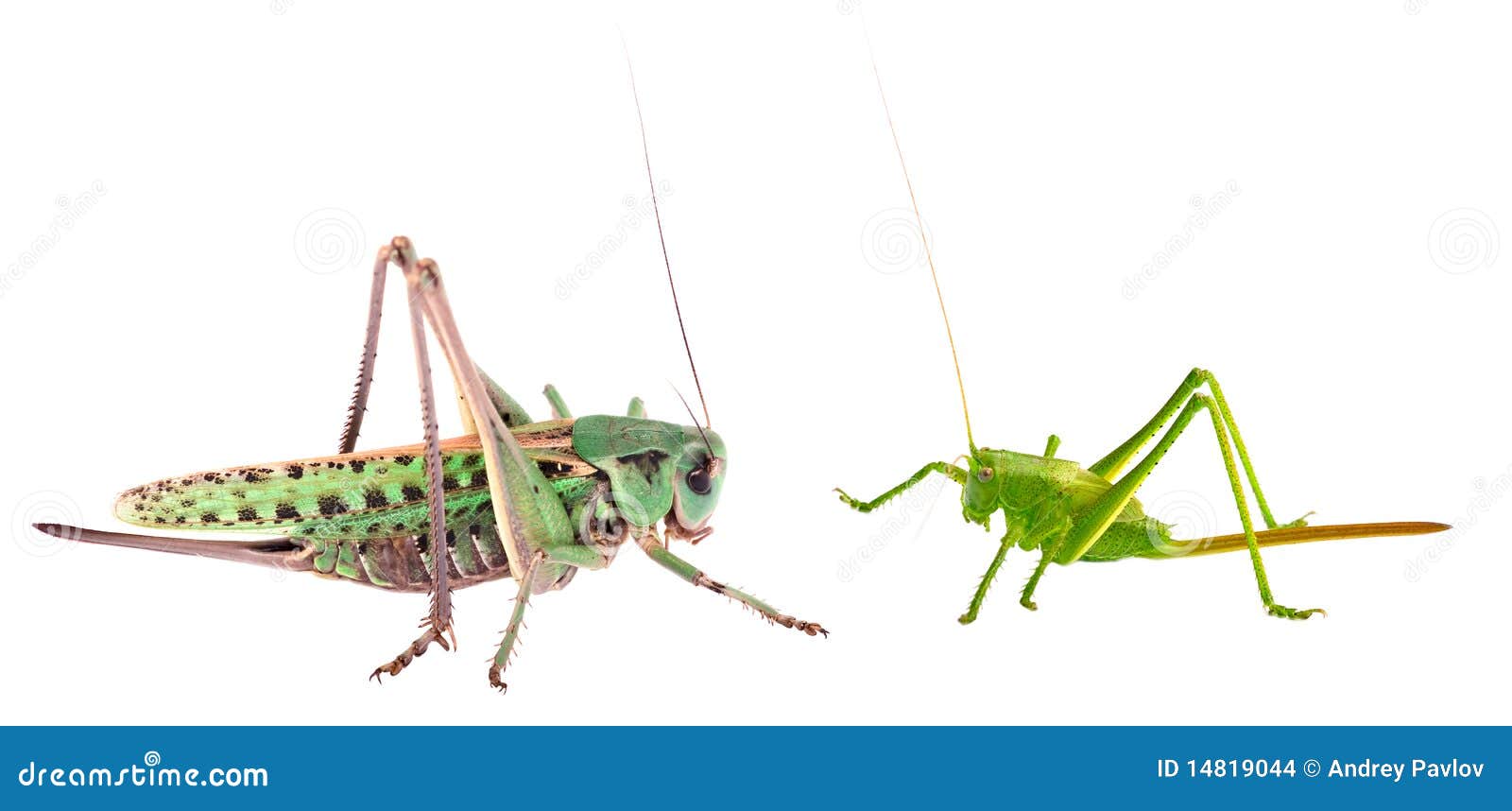 Big and Small Locusts Against Each Other Stock Photo - Image of ...