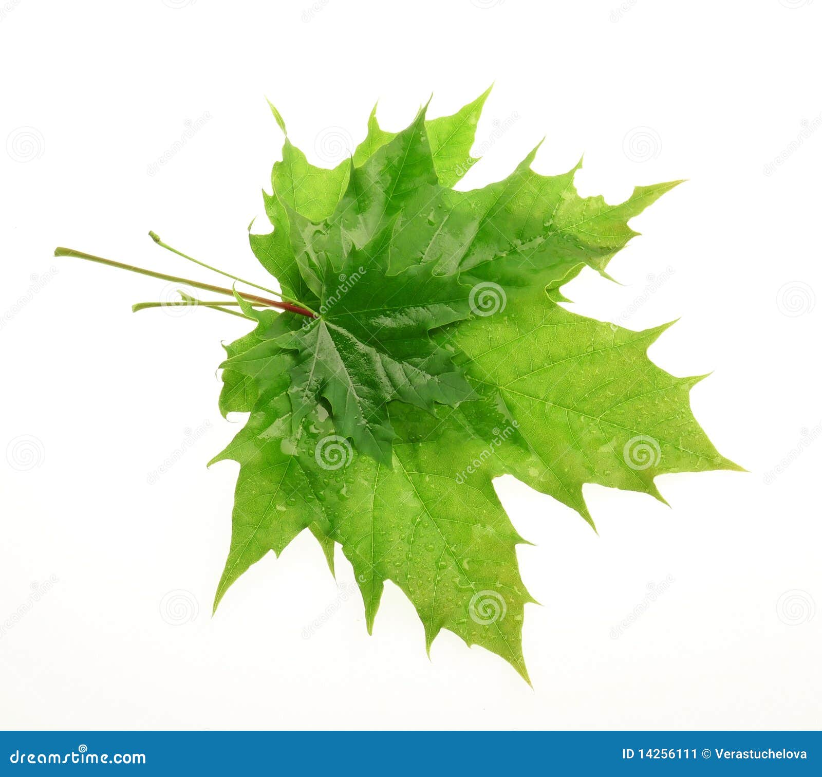Big and small maple leaves stock image. Image of nature - 14256111