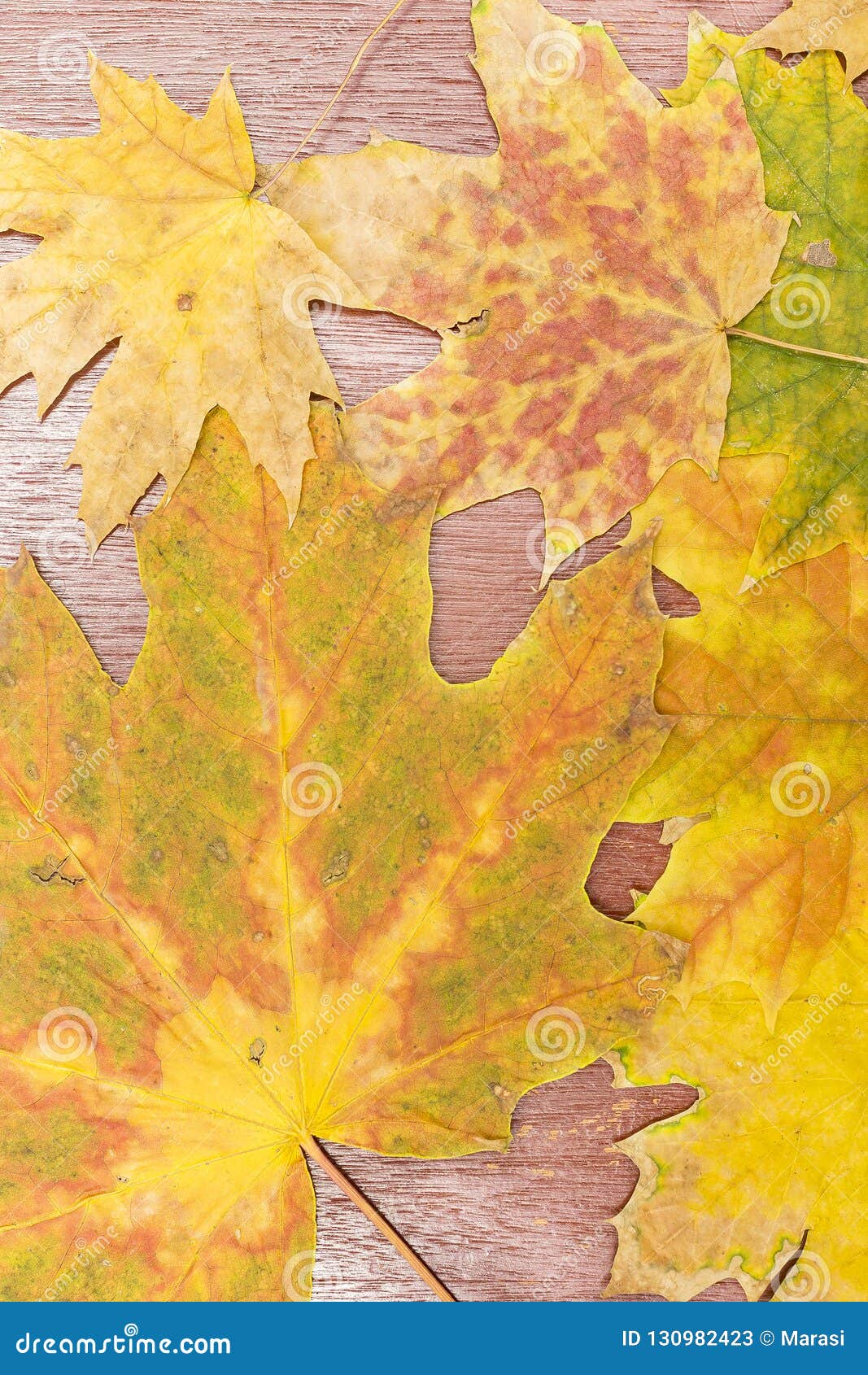 Big and Small Maple Leaves on a Painted Wooden Background Stock Image ...