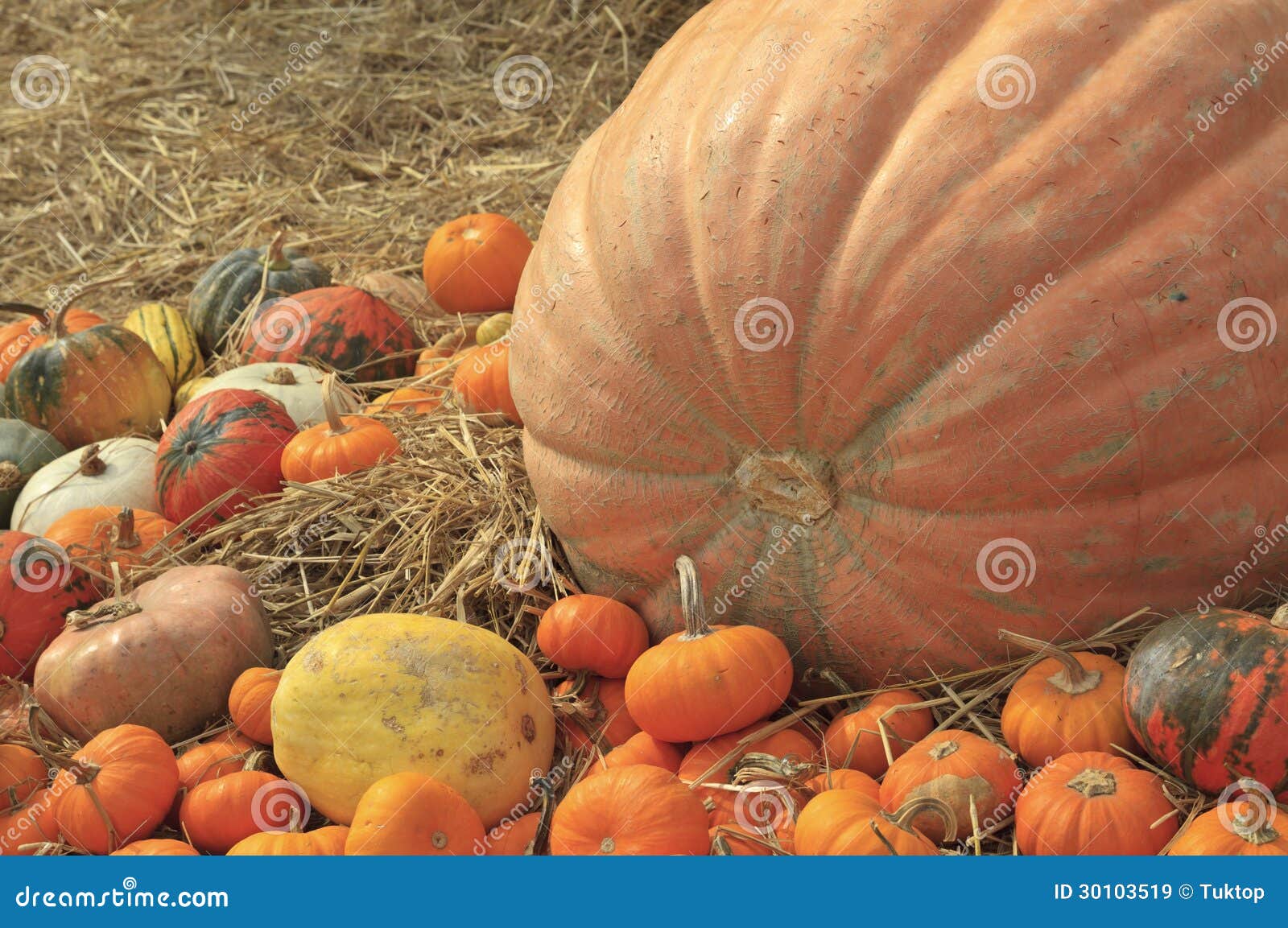 Multi colored pumpkins stock image. Image of gourd, holiday - 30103519