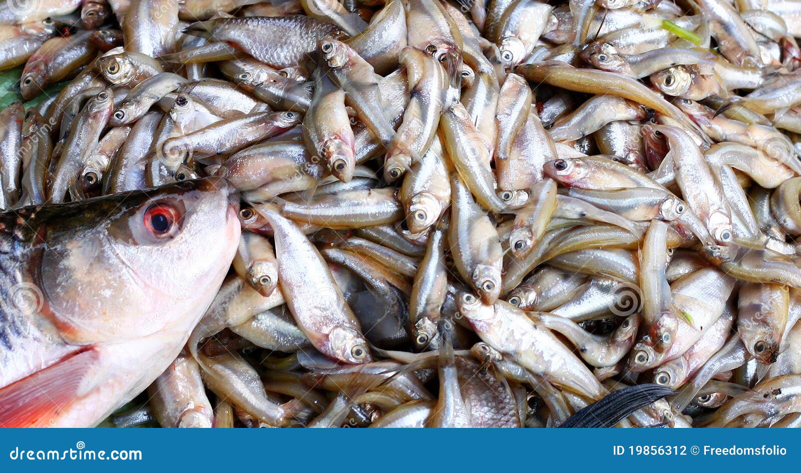 Dead fish stock photo. Image of fish, bream, fisherman - 19856312