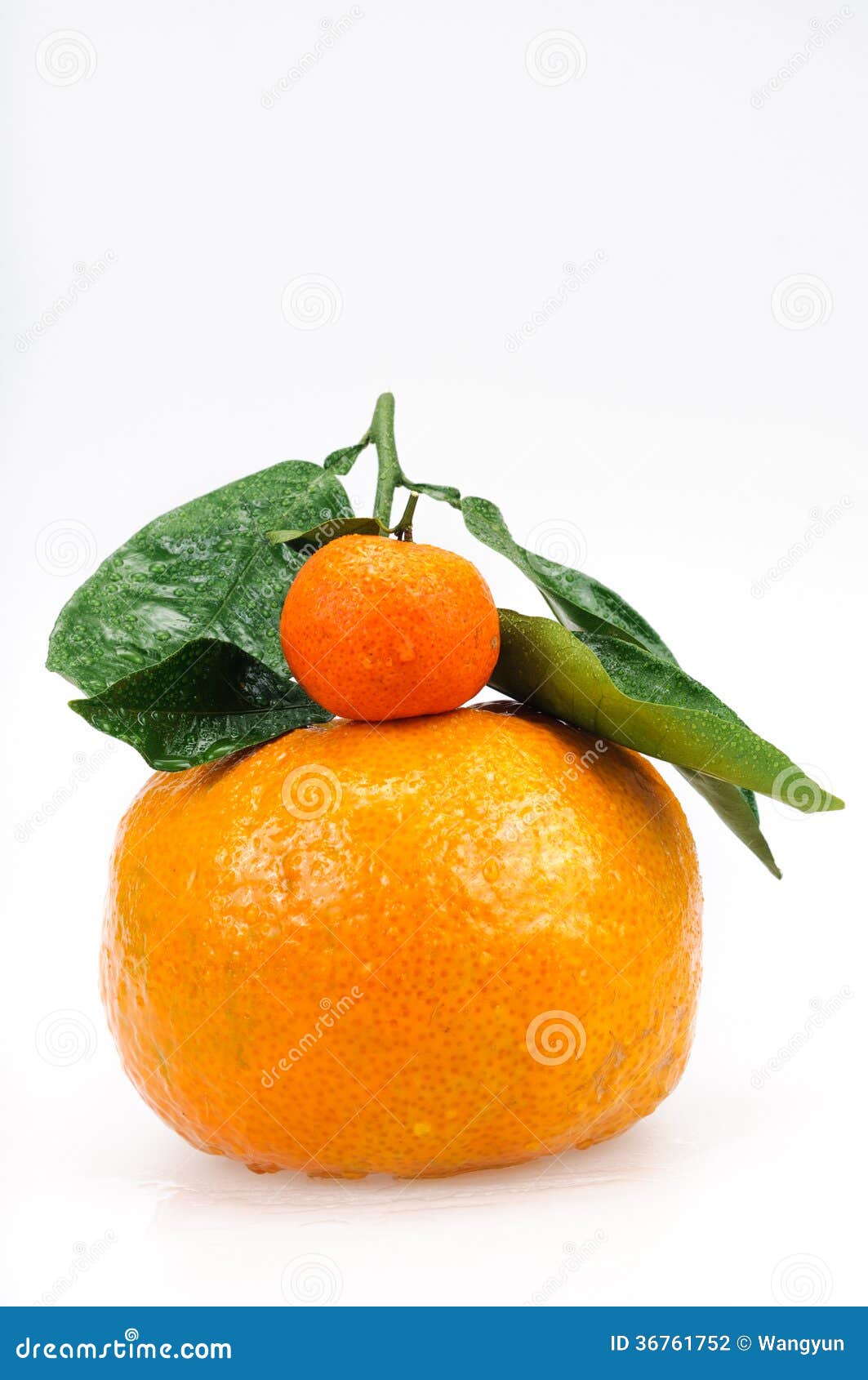 Big and Small Orange stock photo. Image of little, vitamin - 36761752