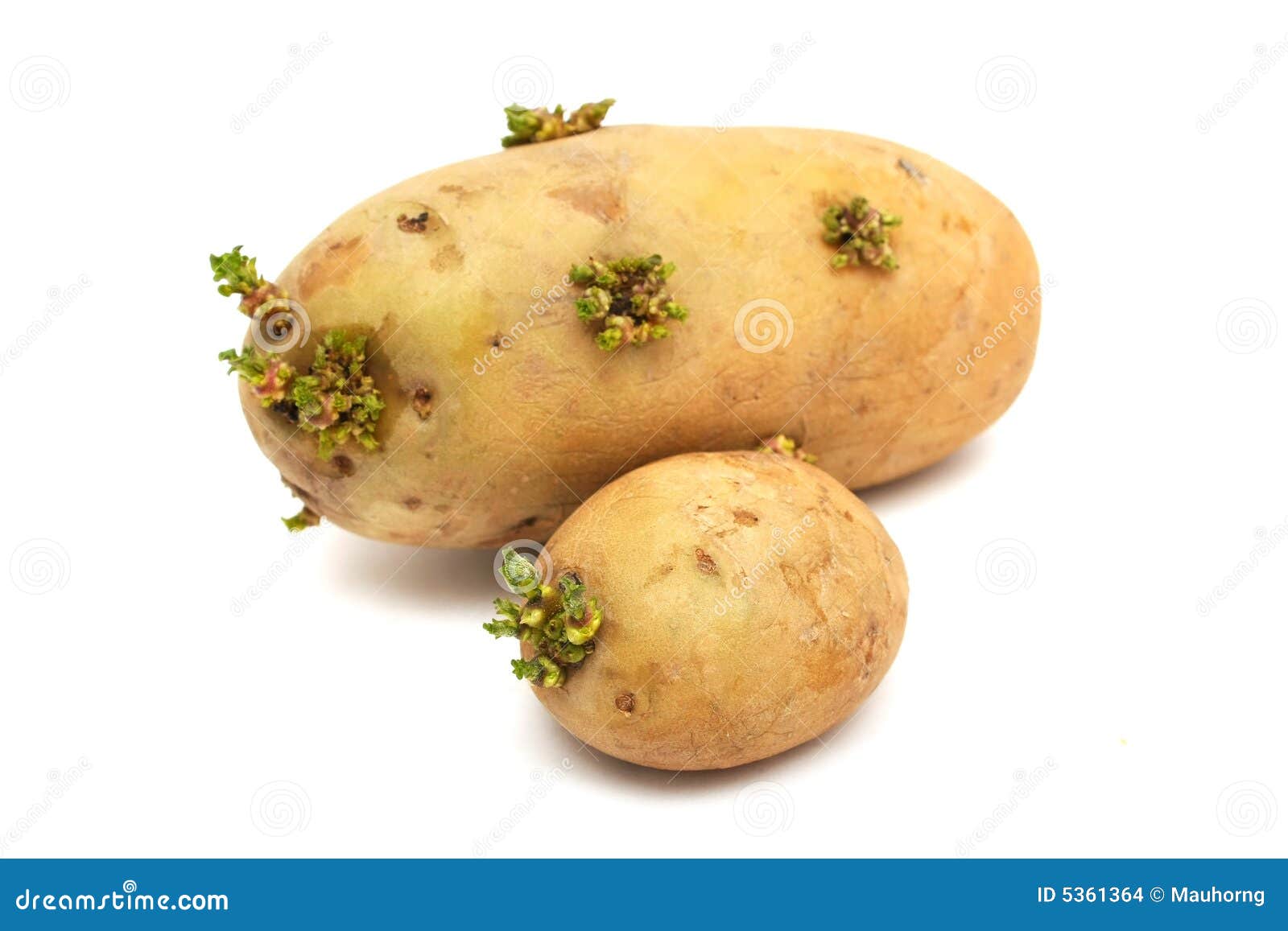 Big and Small Potatoes Germinate Stock Photo - Image of nature, life ...