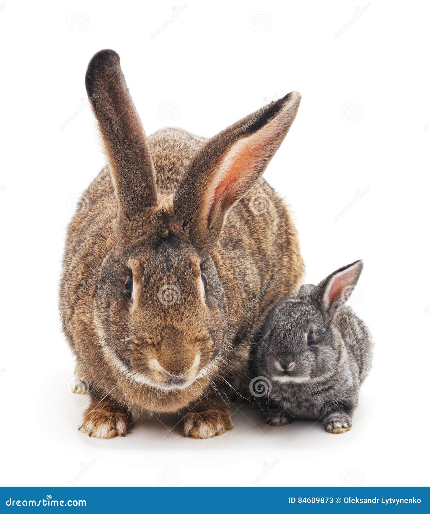 Small Rabbits Nestle Royalty-Free Stock Photography | CartoonDealer.com ...