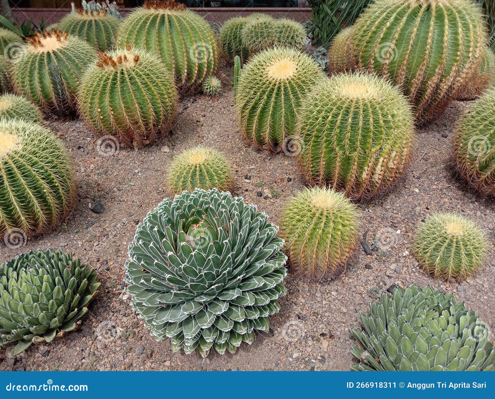 Big and Small Round Green Cactus Stock Image - Image of green, small ...